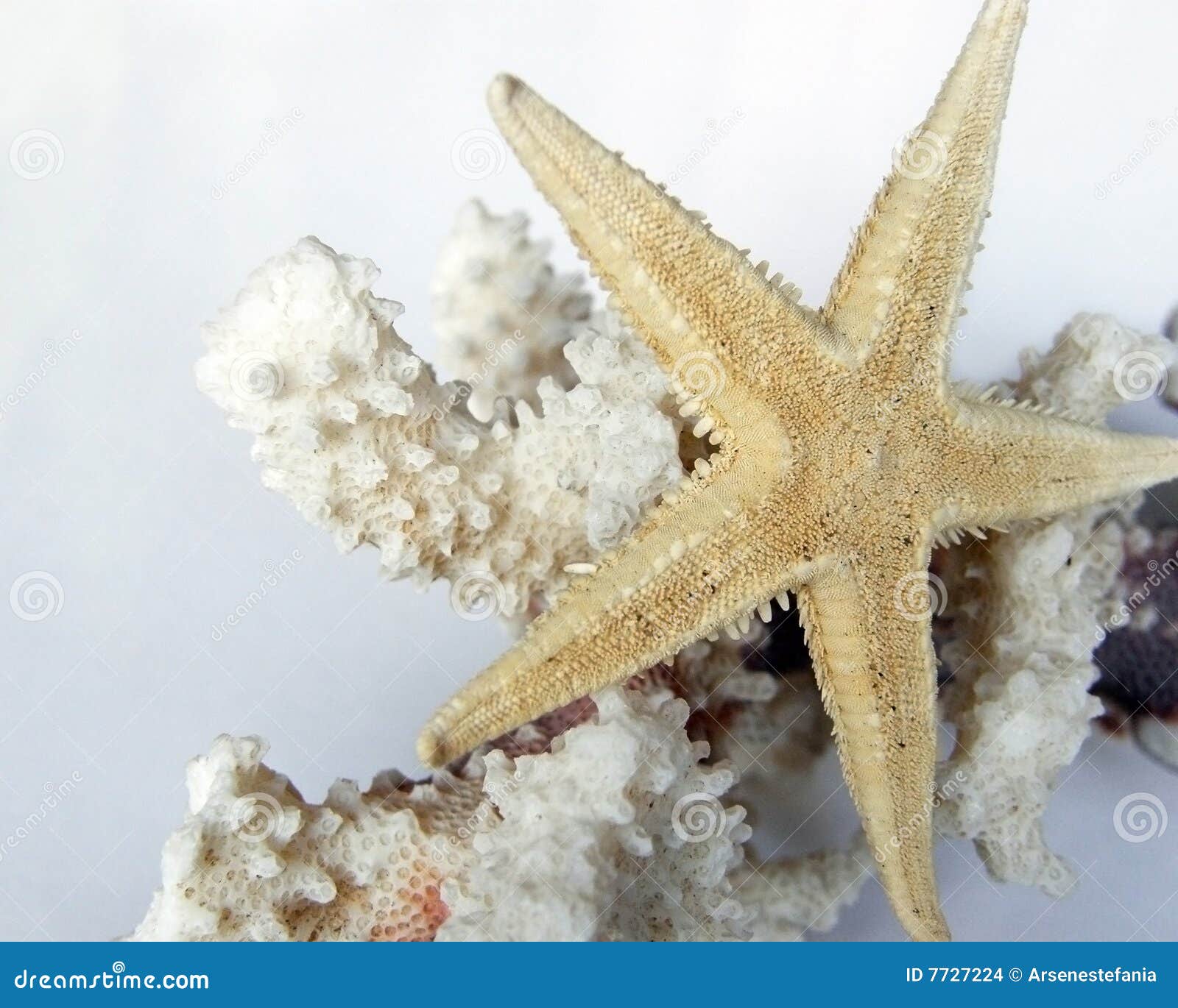 A Gold Starfish Over a White Coral Branch Stock Photo - Image of ...