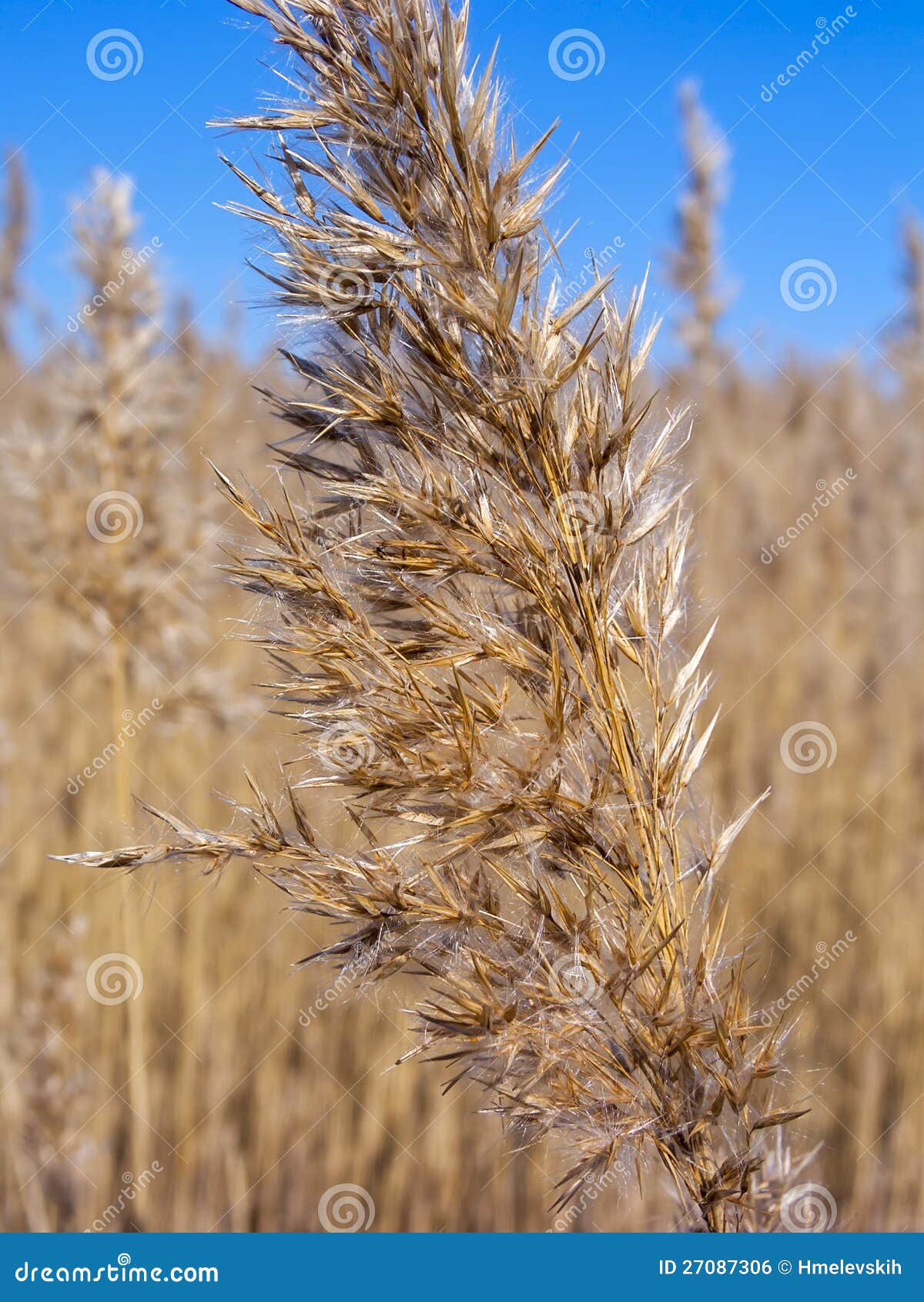 Gold stem stock photo. Image of macro, meadow, blue, landscaped - 27087306