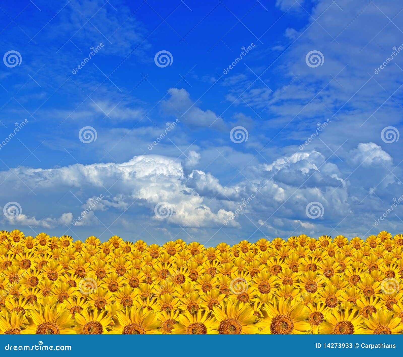 Gold sunflower field stock image. Image of green, herb - 14273933