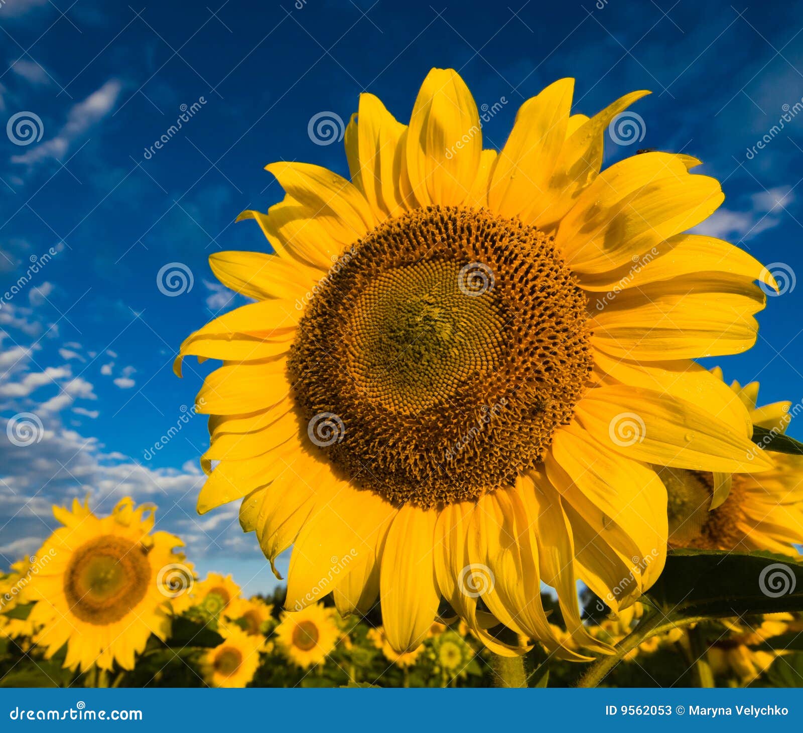 Gold Sunflowers on a Background of the Blue Sky Stock Image - Image of ...