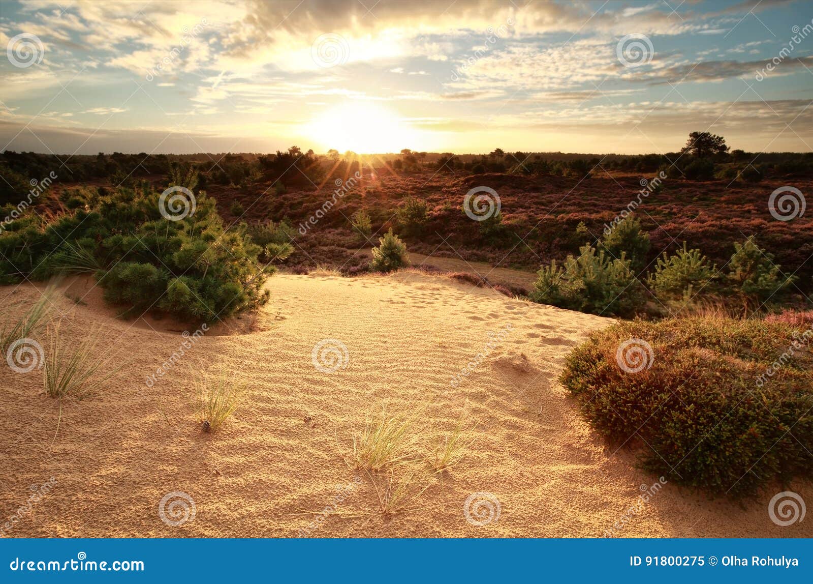 1,943 Sand Heather Stock Photos - Free & Royalty-Free Stock Photos from ...