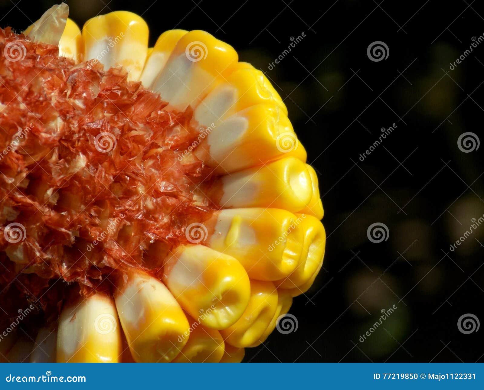 Gold sweet corn vegetable stock photo. Image of corncob - 77219850