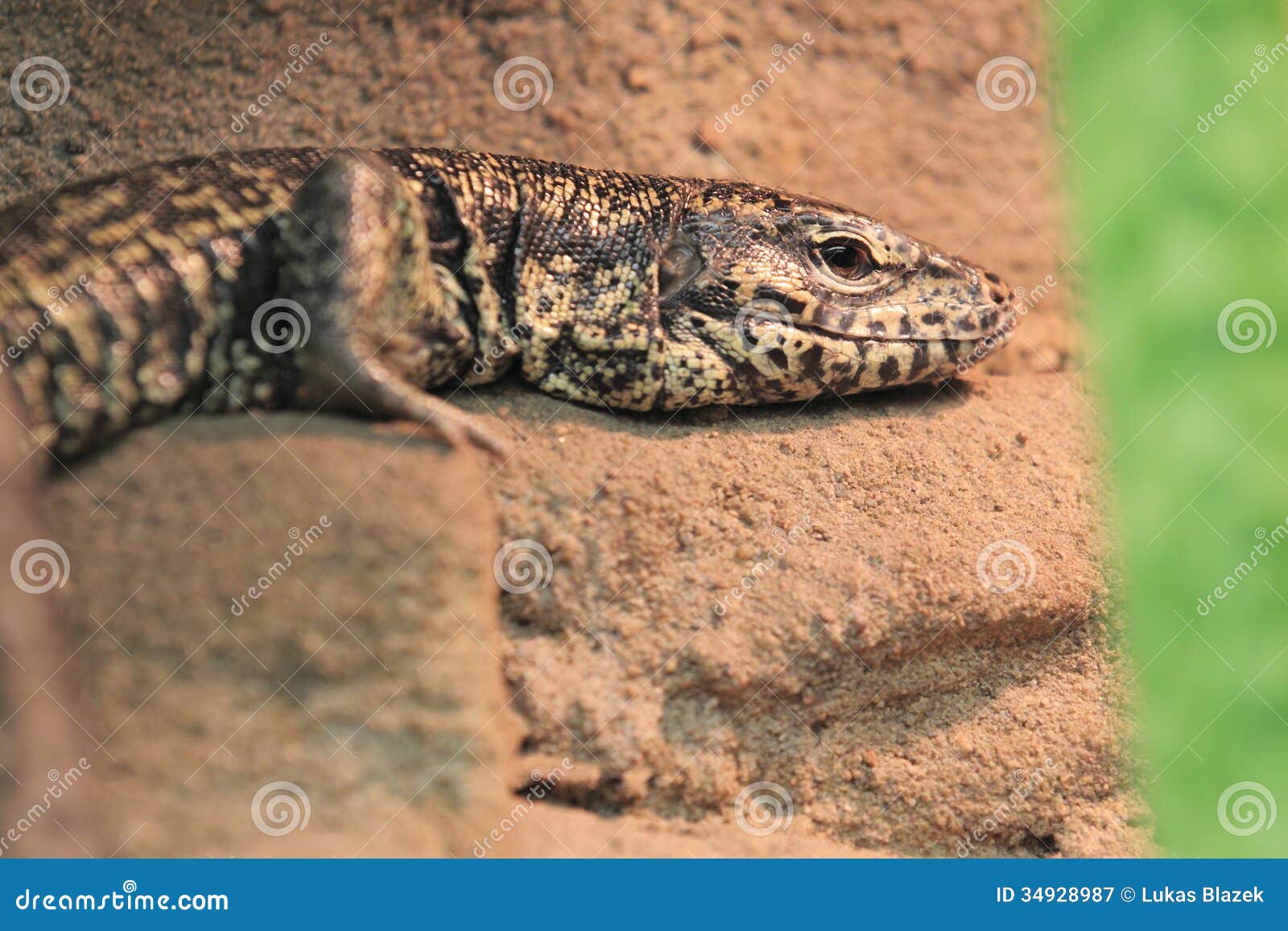 Gold tegu stock image. Image of gold, black, teguixin - 34928987