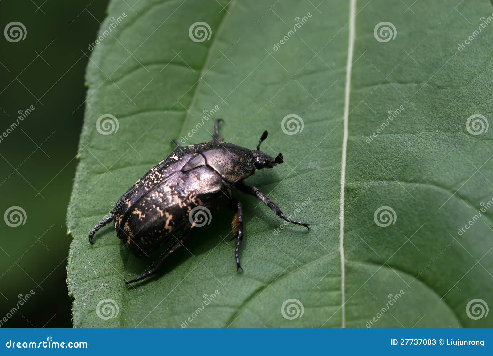 Gold tortoise shell stock image. Image of beetles, beautiful - 27737003