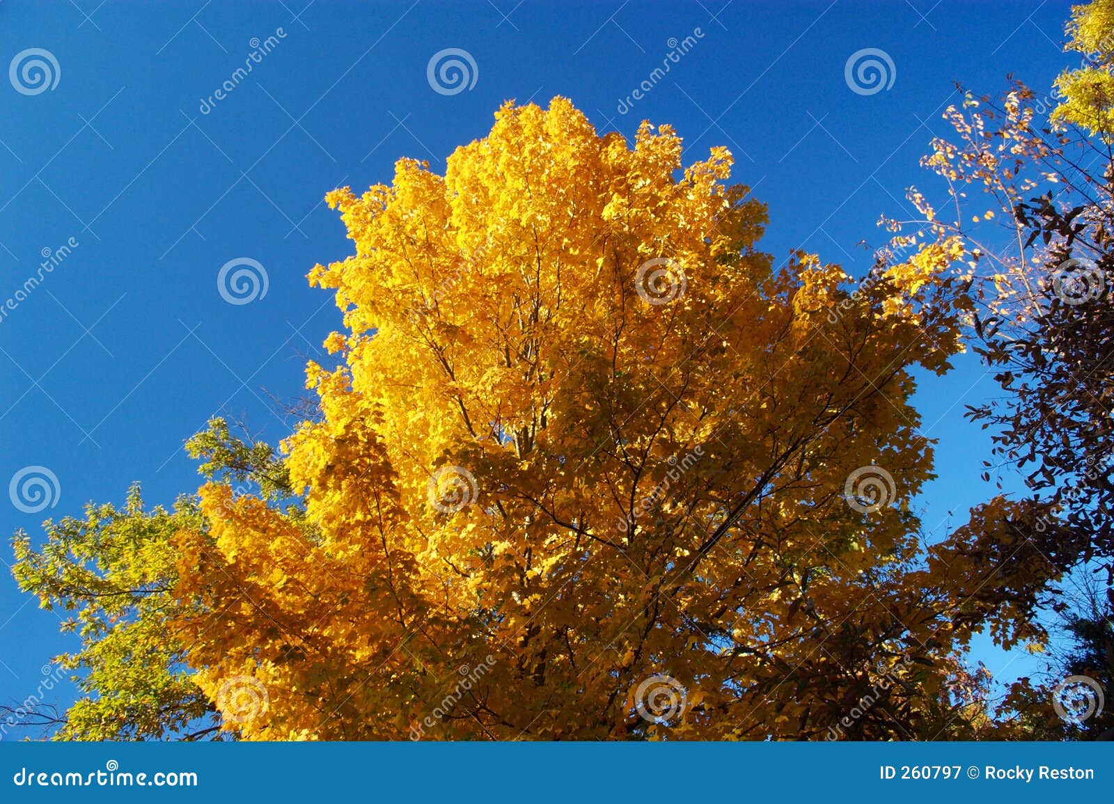 Gold Tree stock image. Image of emotions, nature, bright - 260797