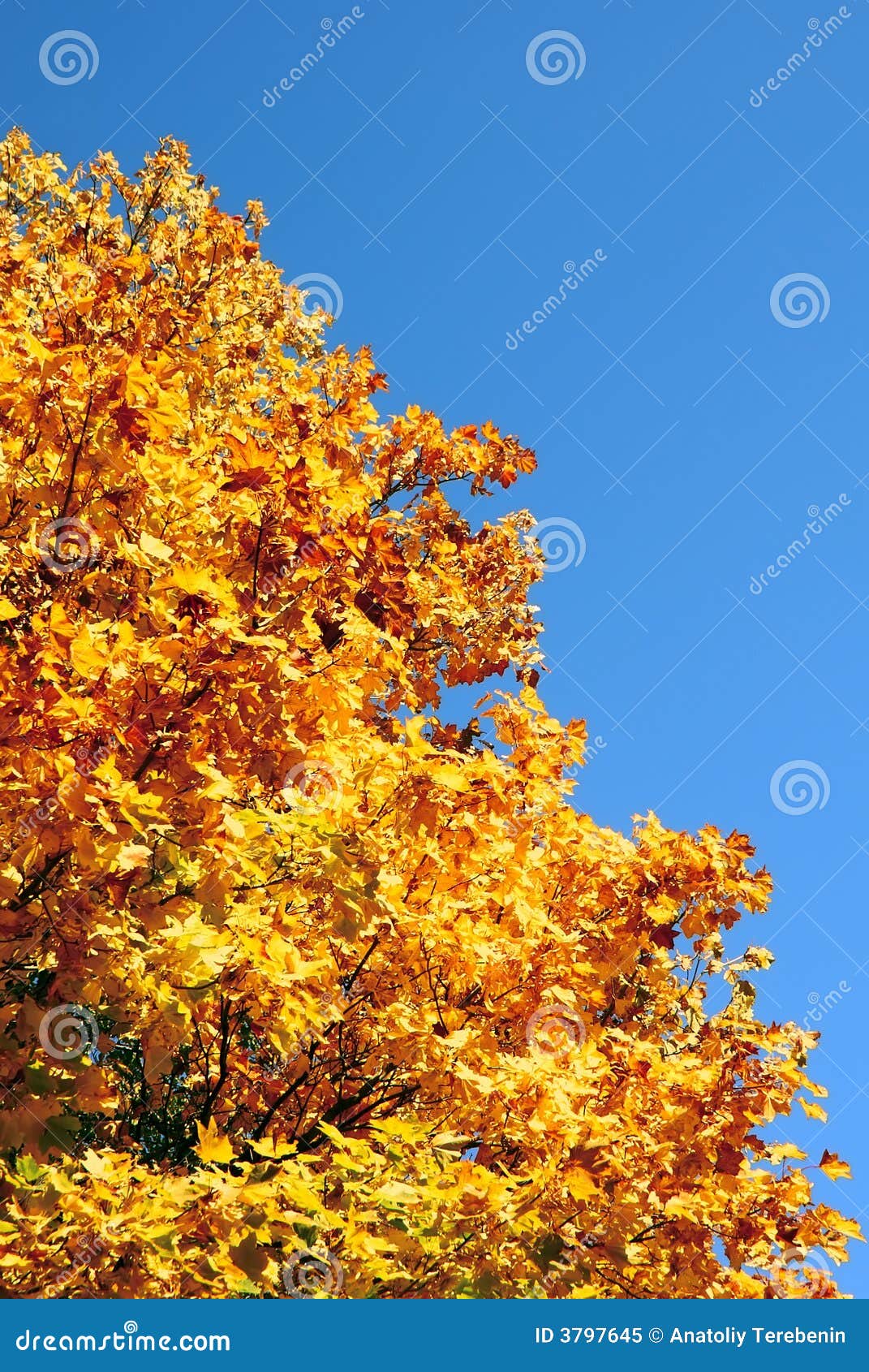Gold tree. stock image. Image of dark, yellow, blue, clean - 3797645