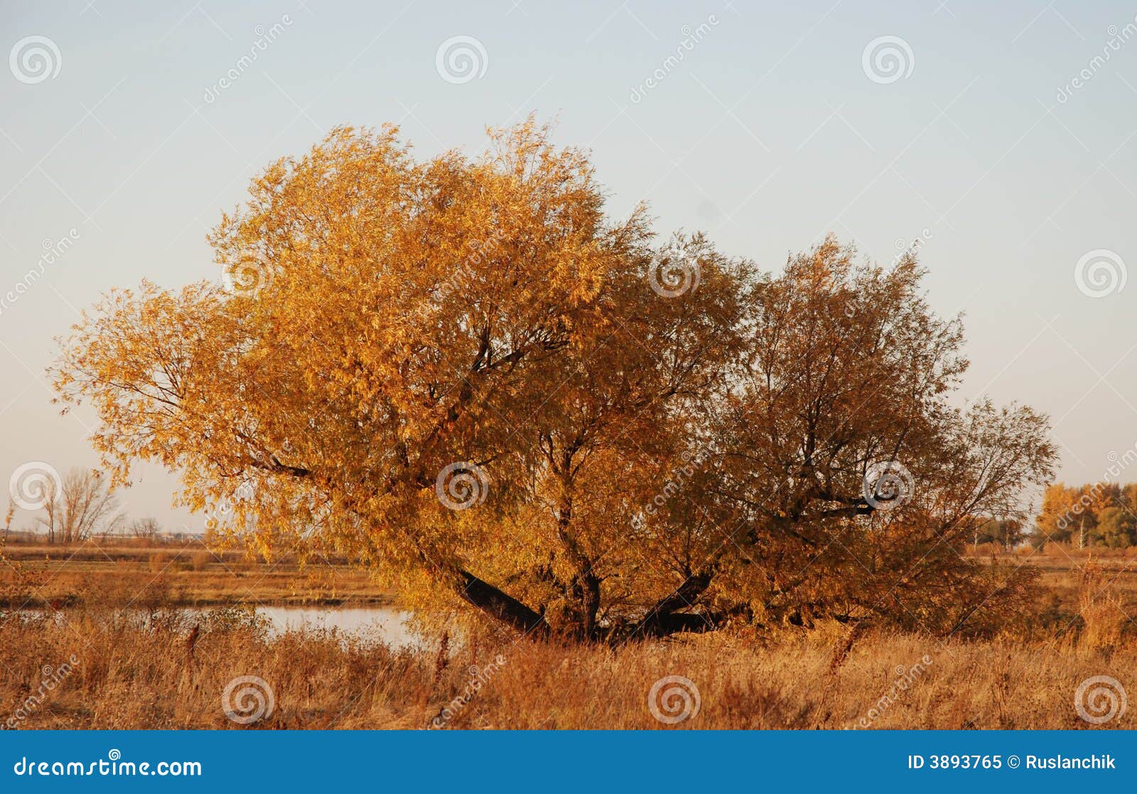 Gold tree stock image. Image of bright, textured, gold - 3893765