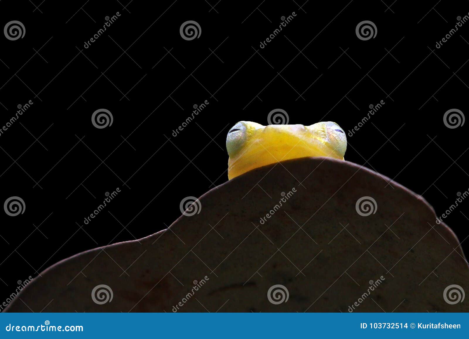 Beautiful Gold Tree Frog Sleeping Stock Photo - Image of funny ...