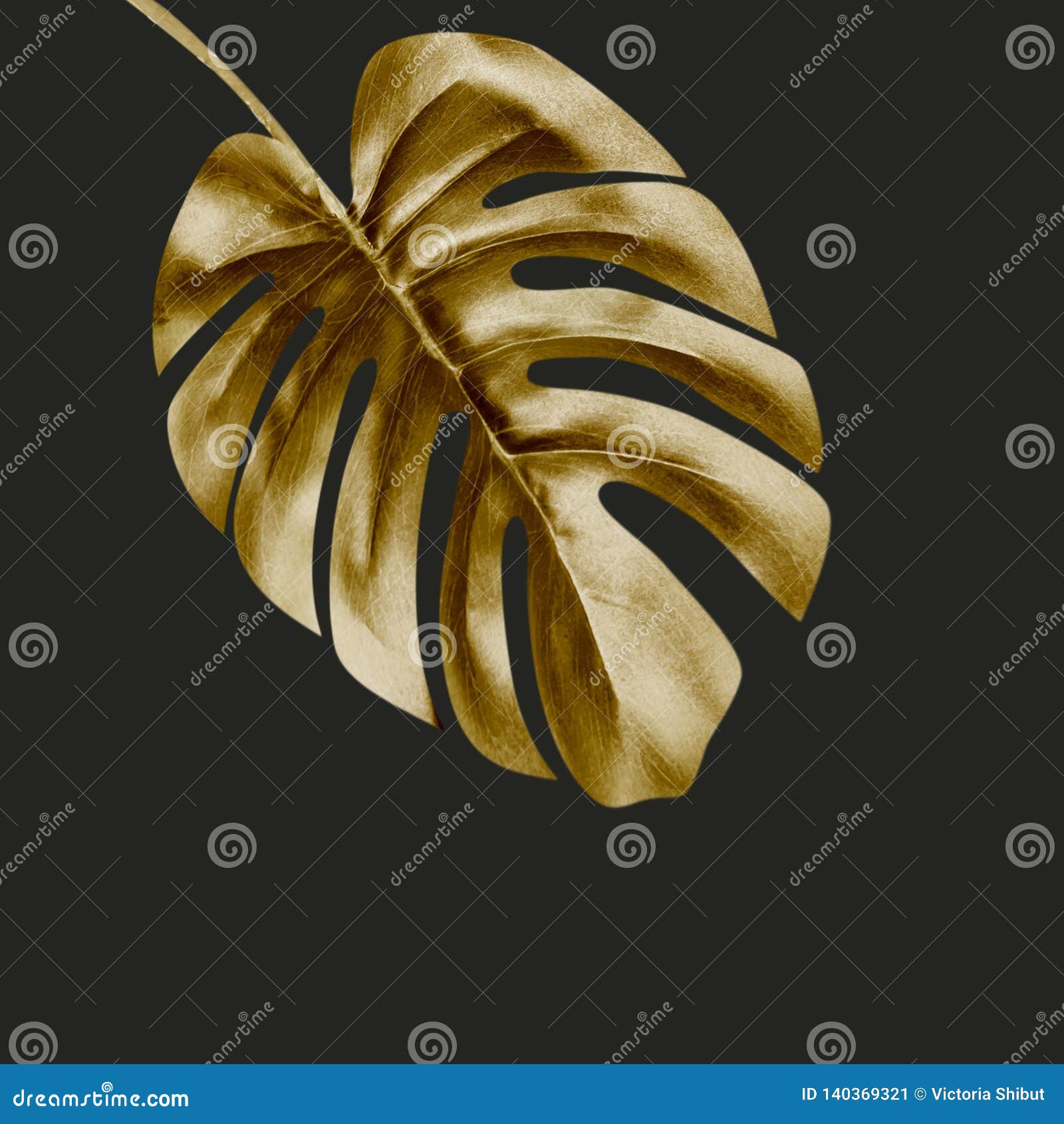 Gold Tropical Monstera Leaf , Isolated on Black Background Stock Image ...