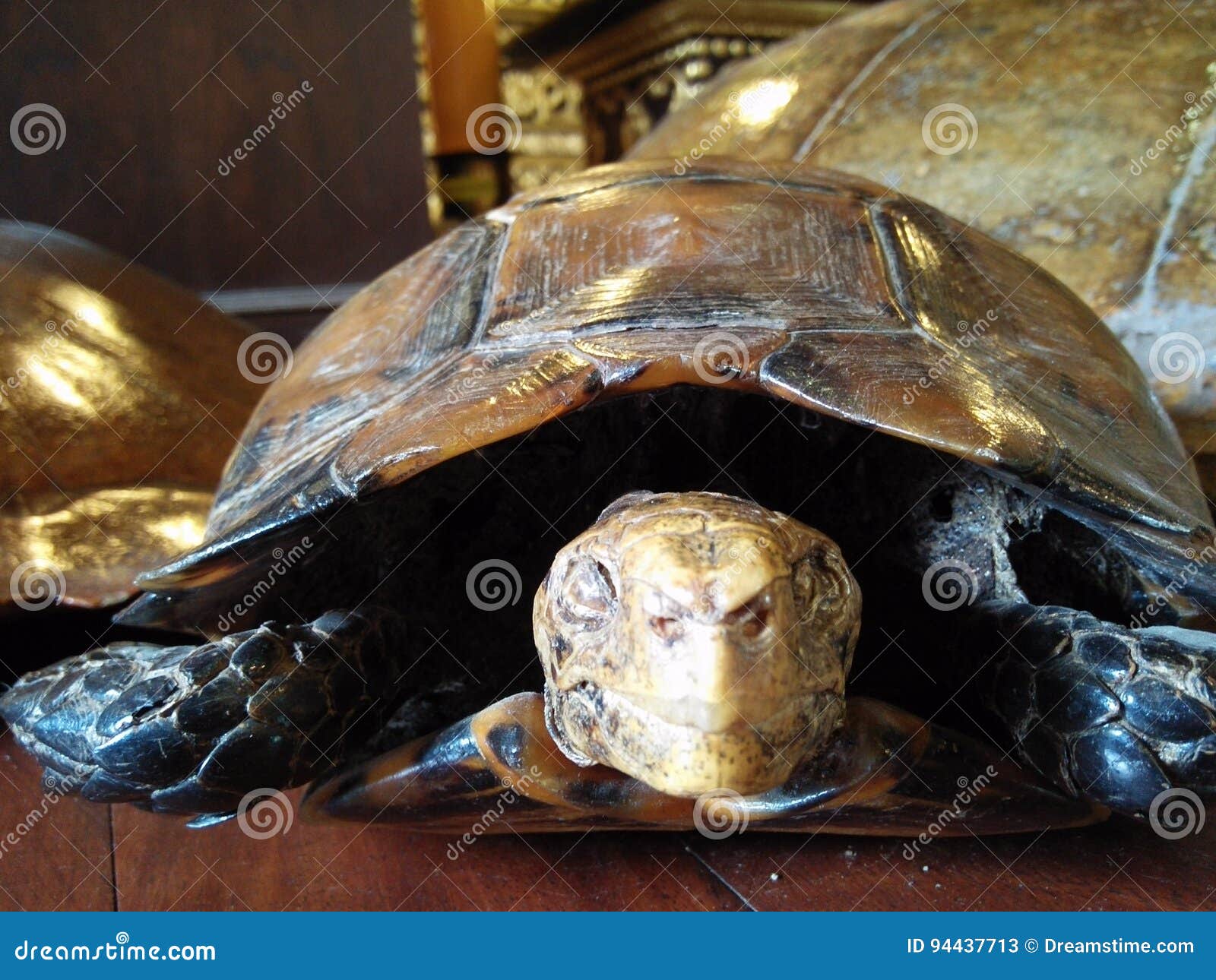 Gold turtle stock image. Image of animal, sacred, shell - 94437713