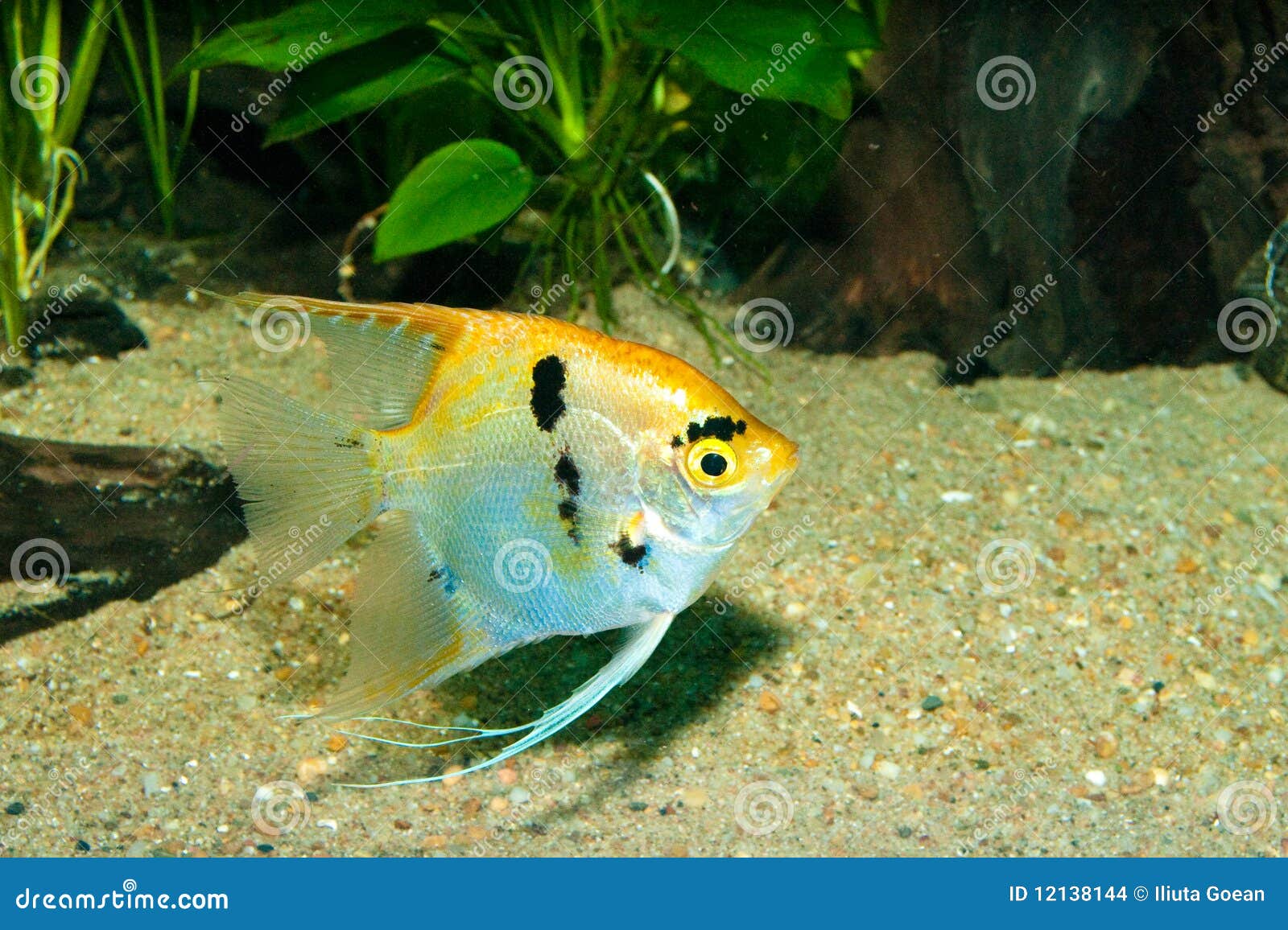 Gold Veil Angelfish stock photo. Image of fish, fishtank - 12138144