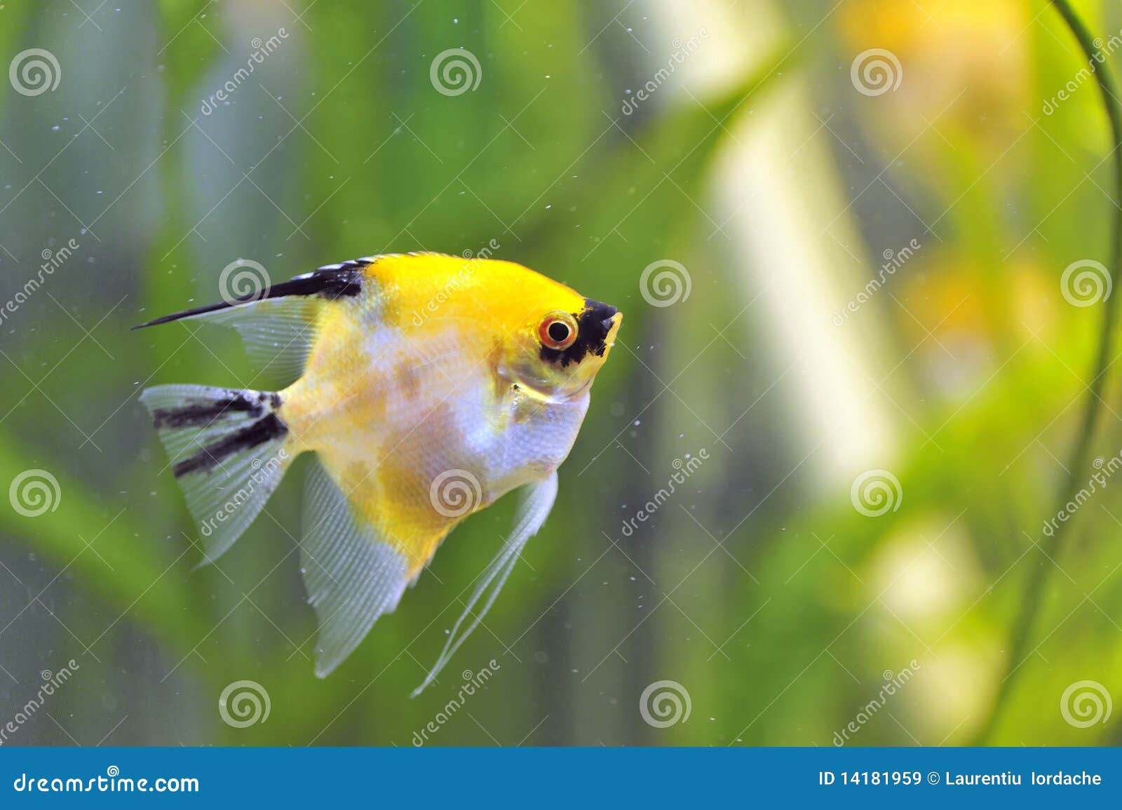 Gold Veil Angelfish stock image. Image of fish, exotic - 14181959