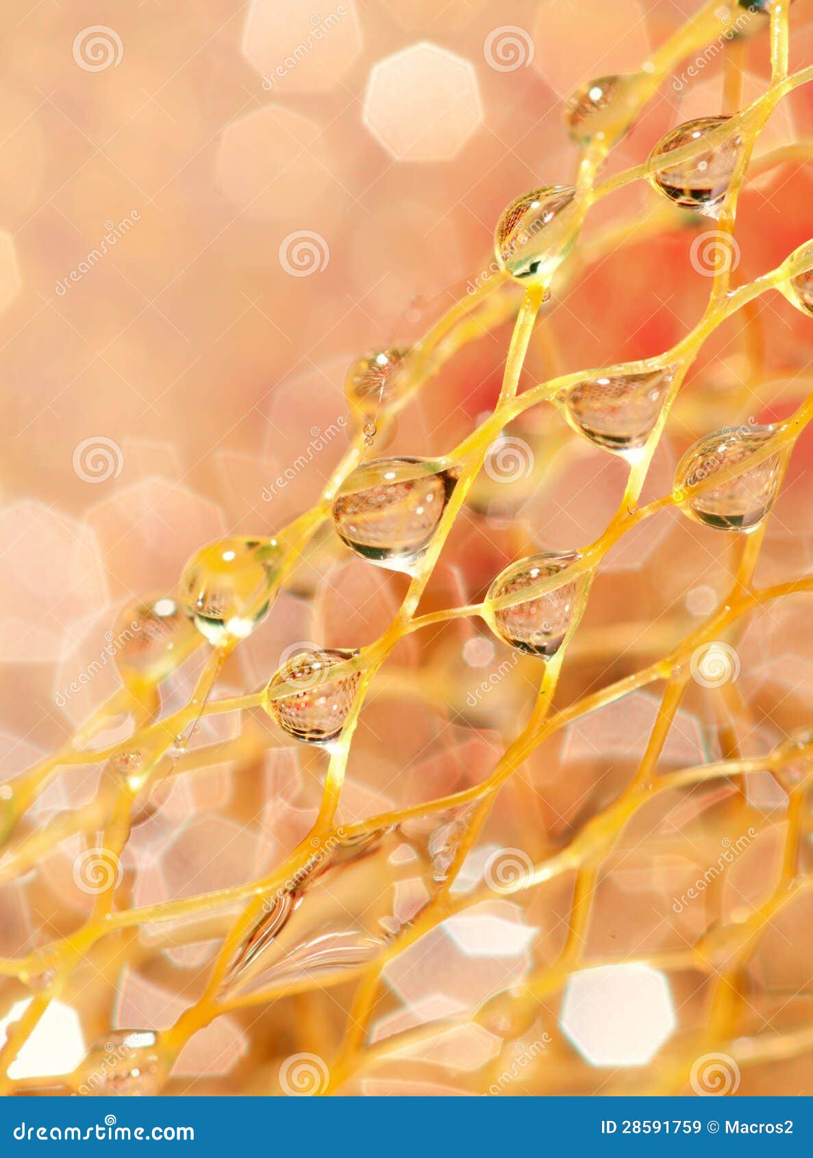 Gold web stock image. Image of bokeh, honeycomb, drops - 28591759