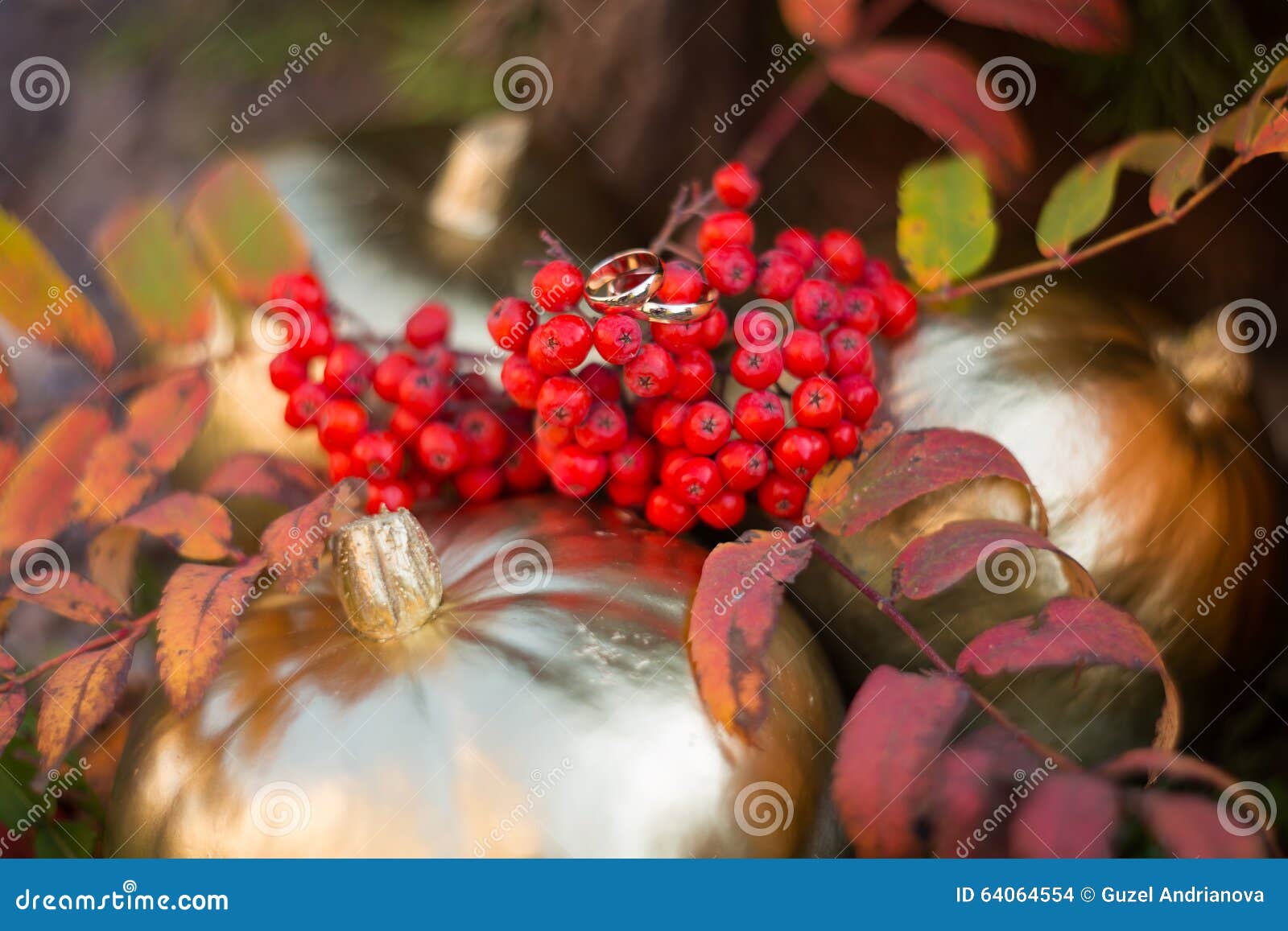 Gold Wedding Rings in Autumn Scenery Stock Photo - Image of husband ...