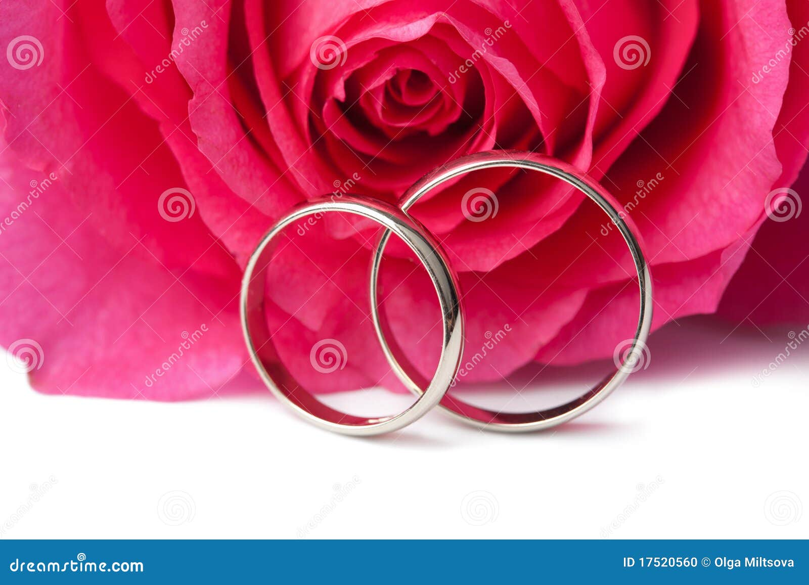 Gold Wedding Rings and Pink Rose Isolated Stock Photo - Image of pink ...