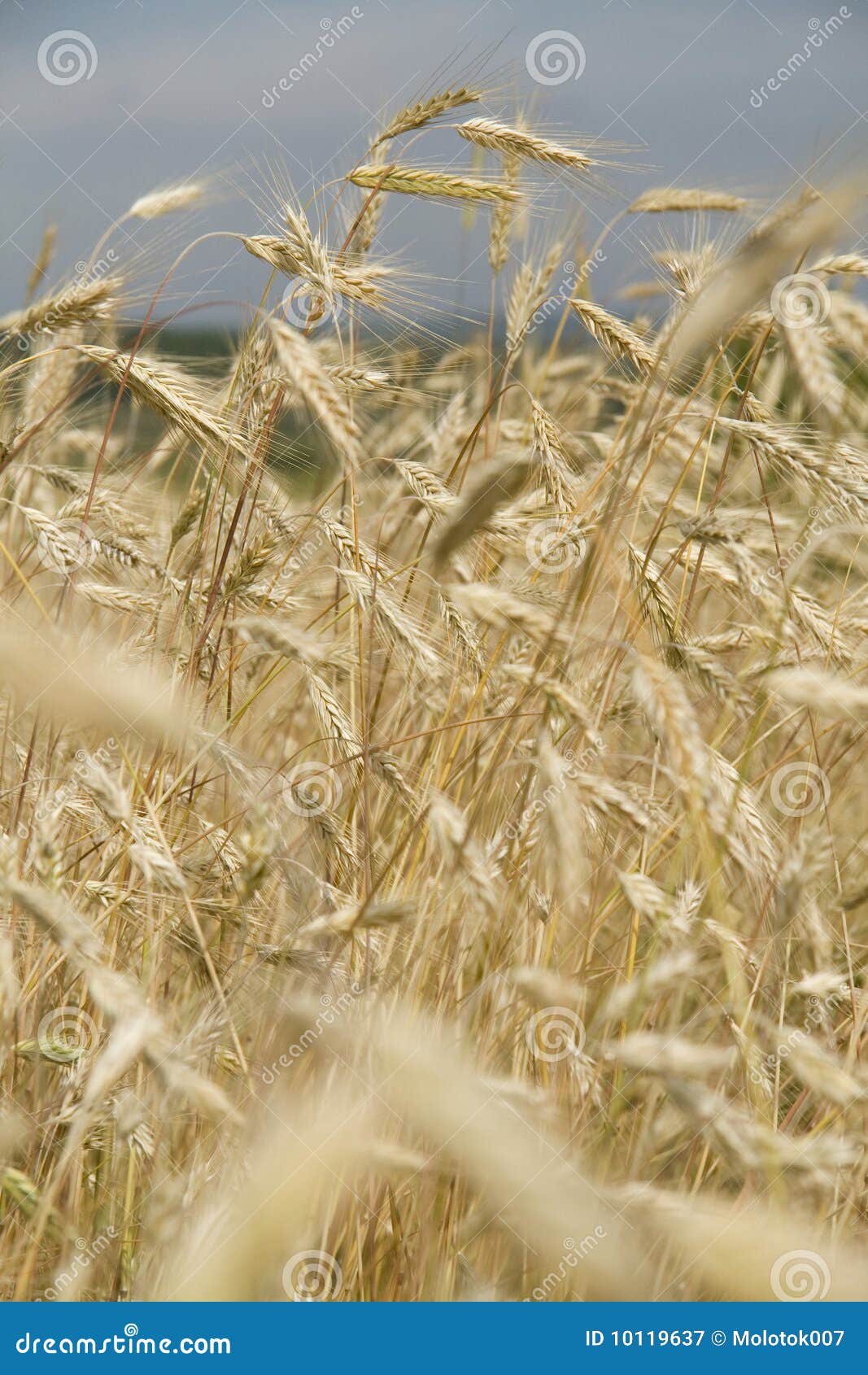 Gold wheat stock image. Image of harvest, healthy, closeup - 10119637