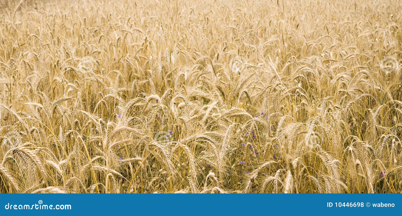 Gold wheat stock photo. Image of grain, cereal, background - 10446698