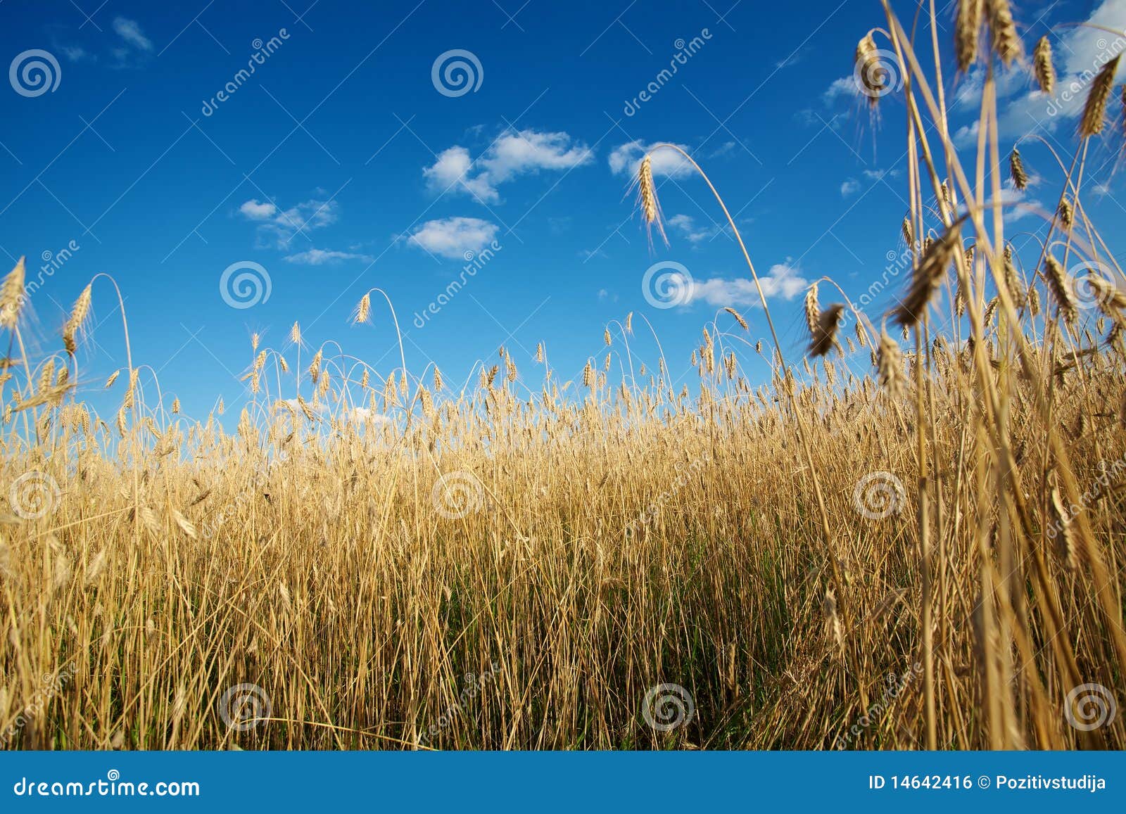 Gold wheat stock photo. Image of fields, flora, cultivation - 14642416