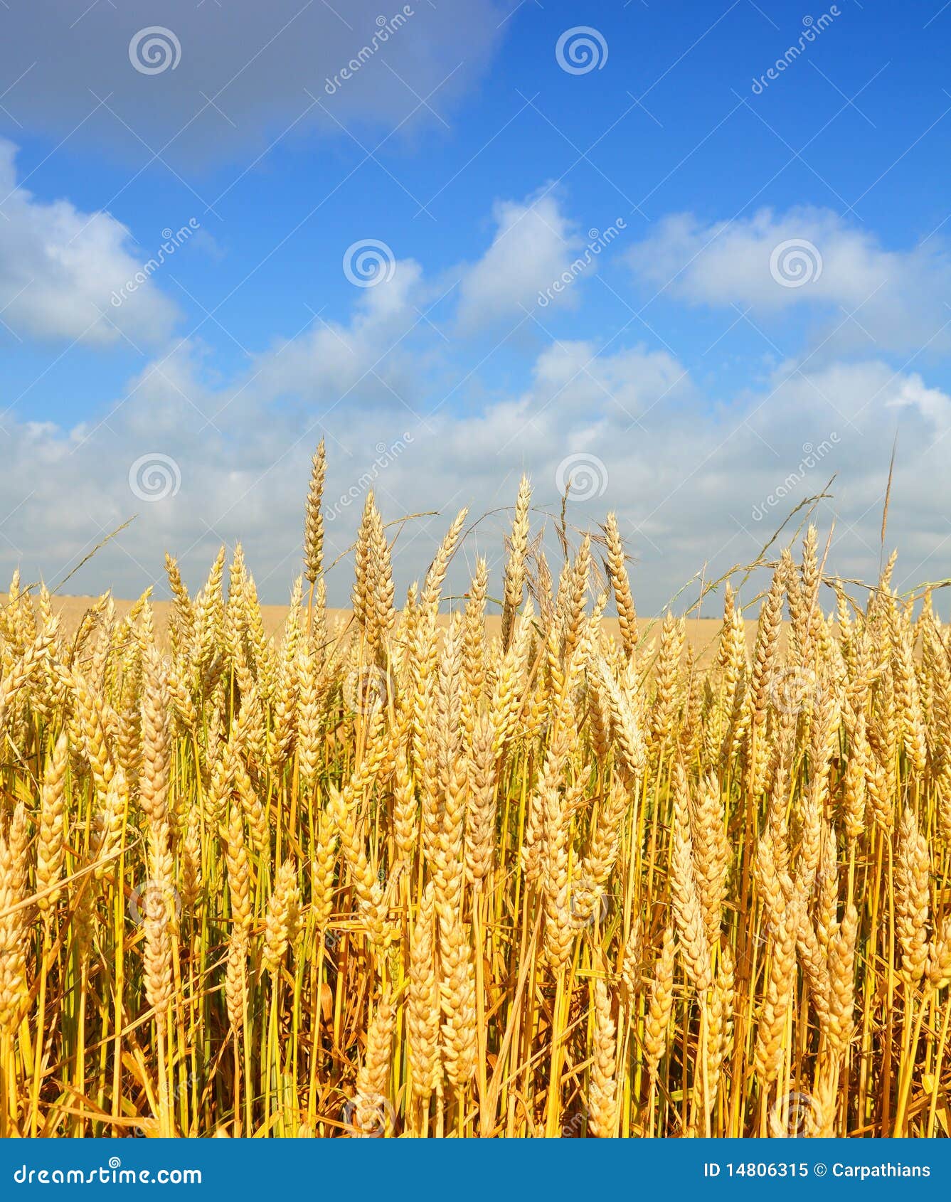 Gold wheat stock image. Image of country, baking, bread - 14806315