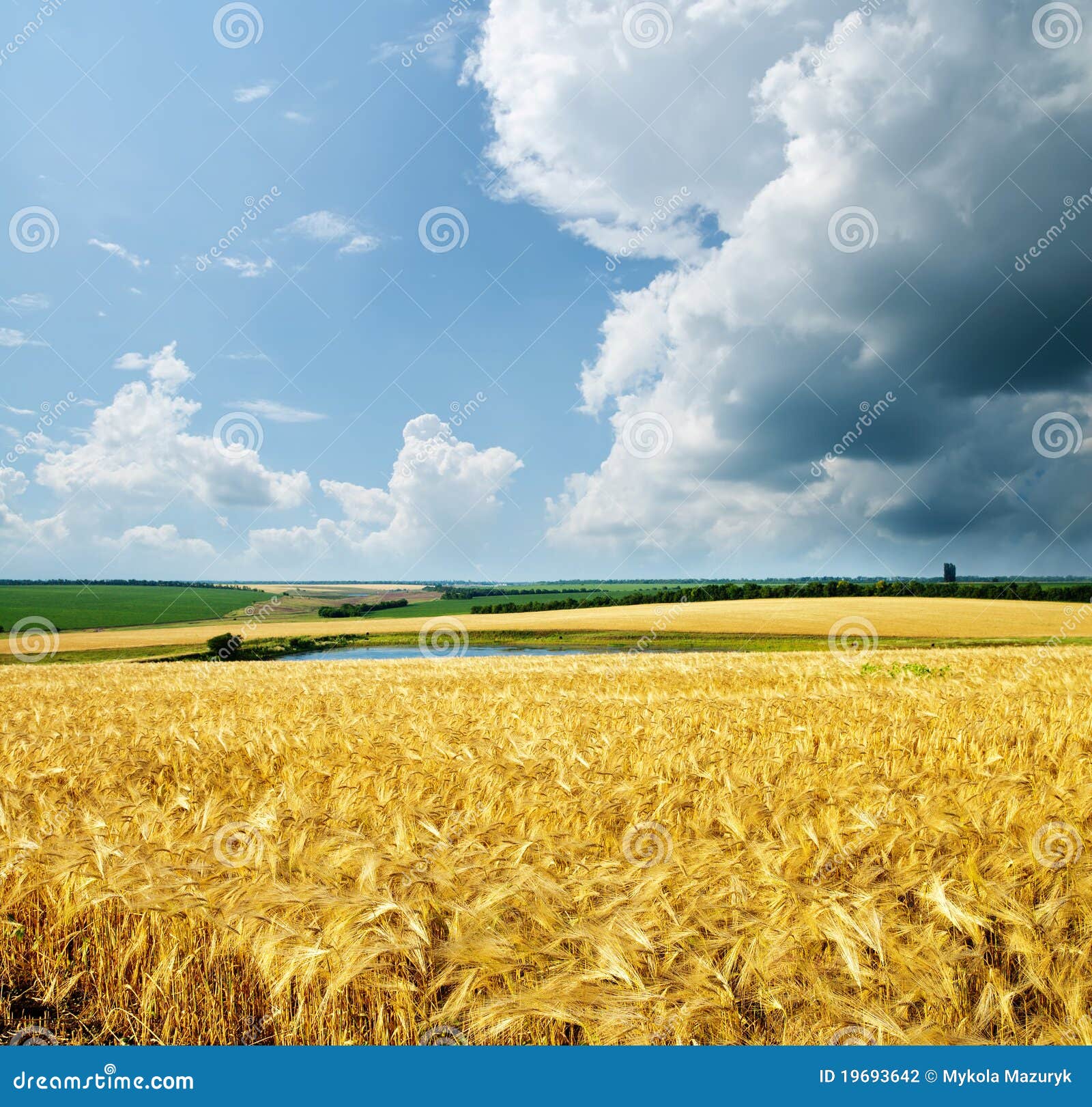 Gold wheat stock photo. Image of outdoor, cereal, organic - 19693642