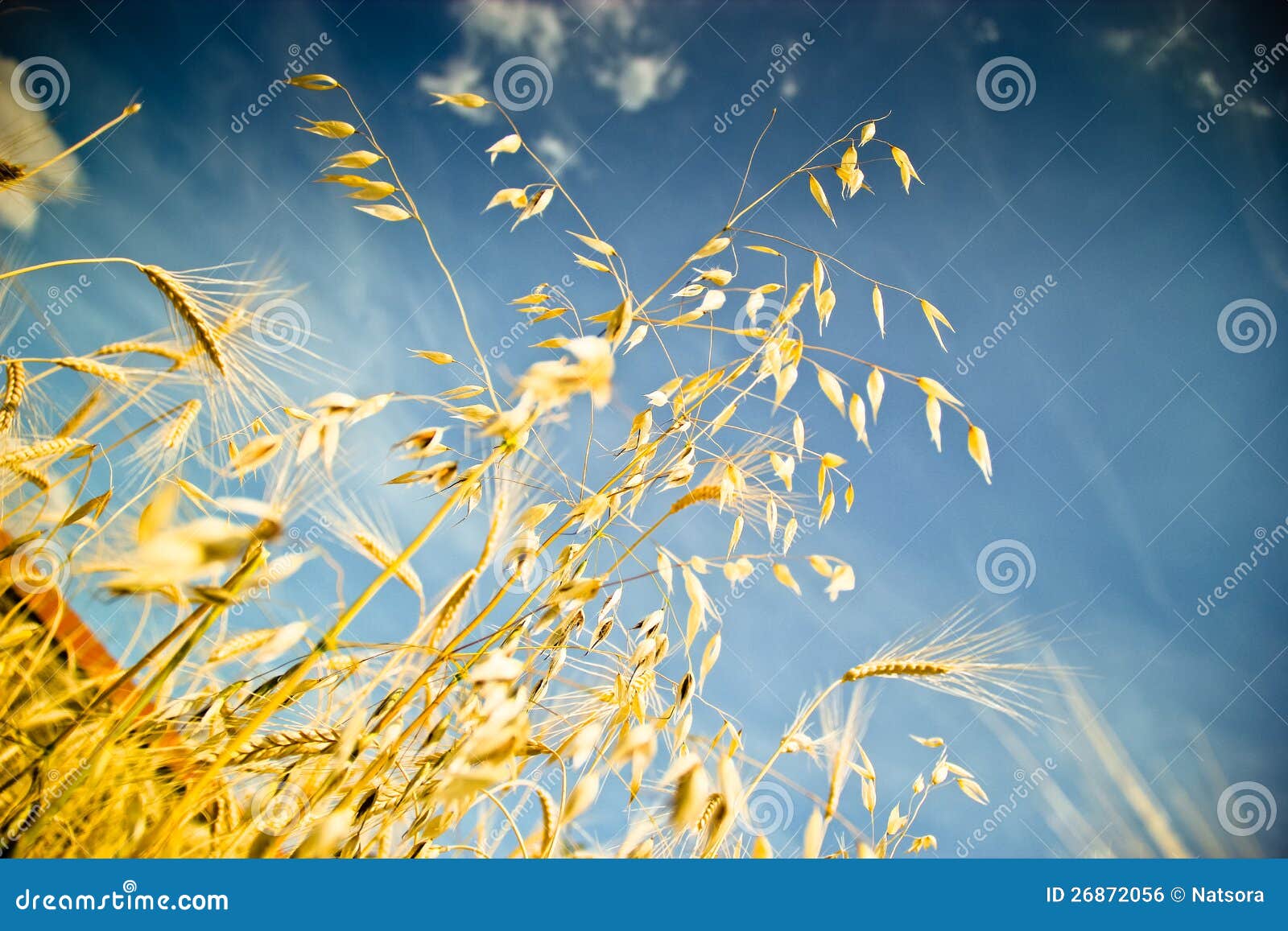 Gold wheat stock photo. Image of pure, environmental - 26872056