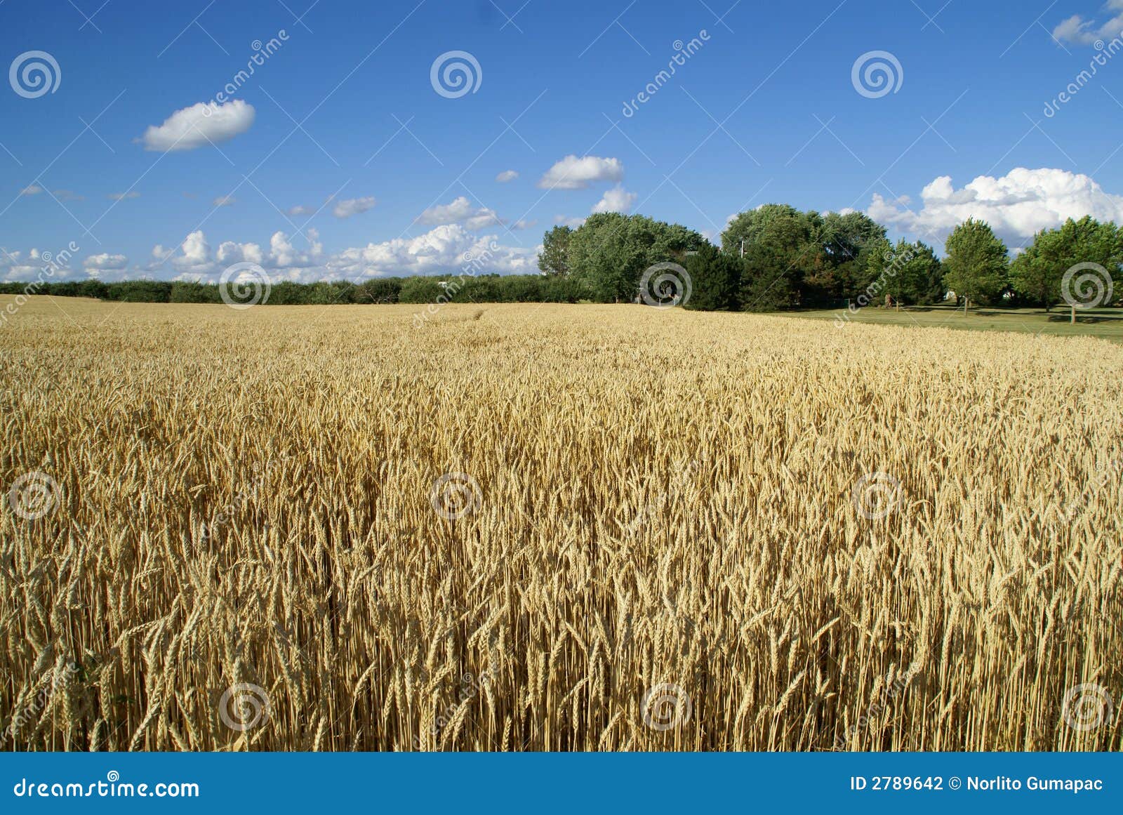 Gold wheat stock photo. Image of peaceful, natural, spring - 2789642
