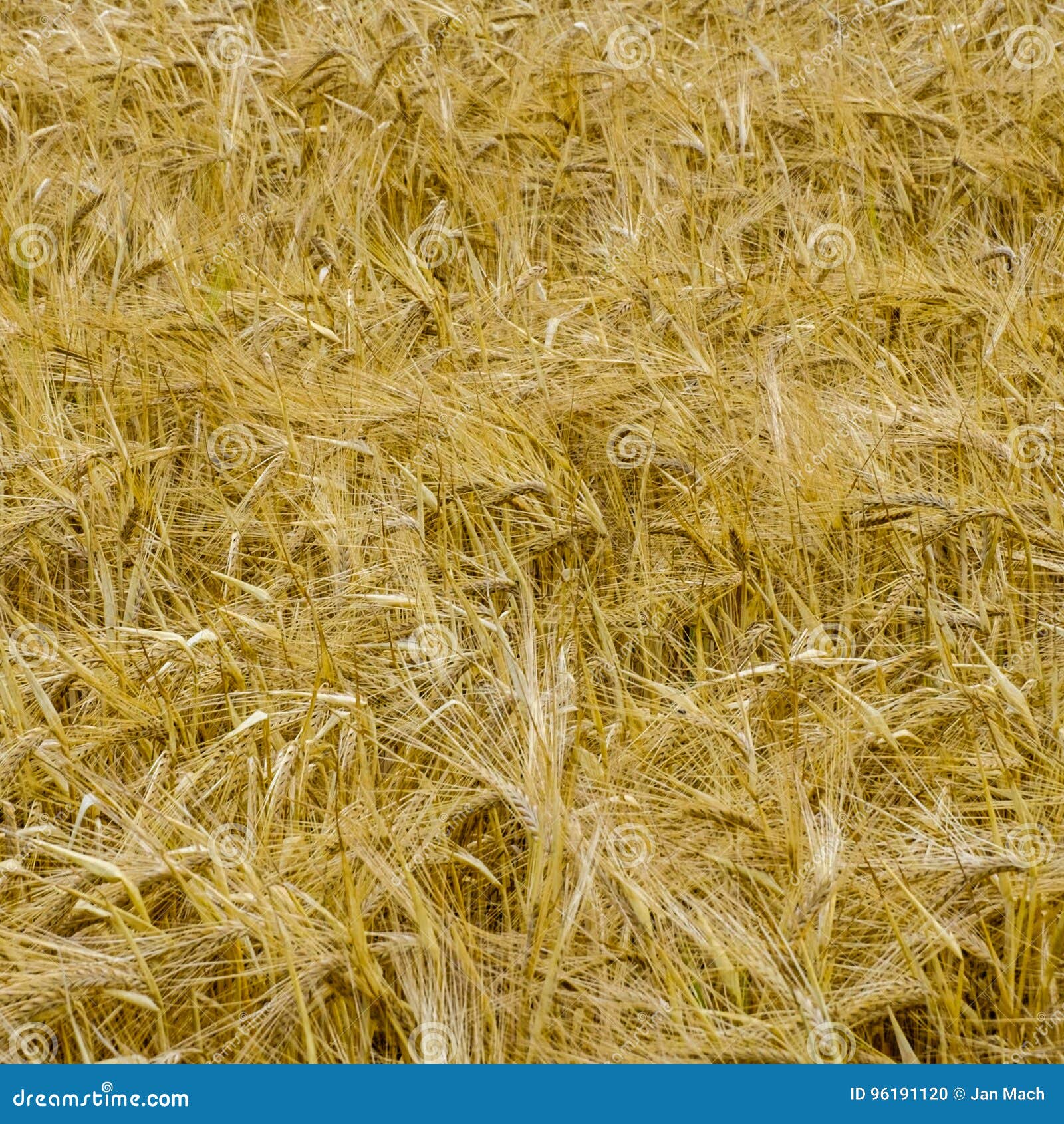 Gold wheat background stock photo. Image of golden, harvest - 96191120
