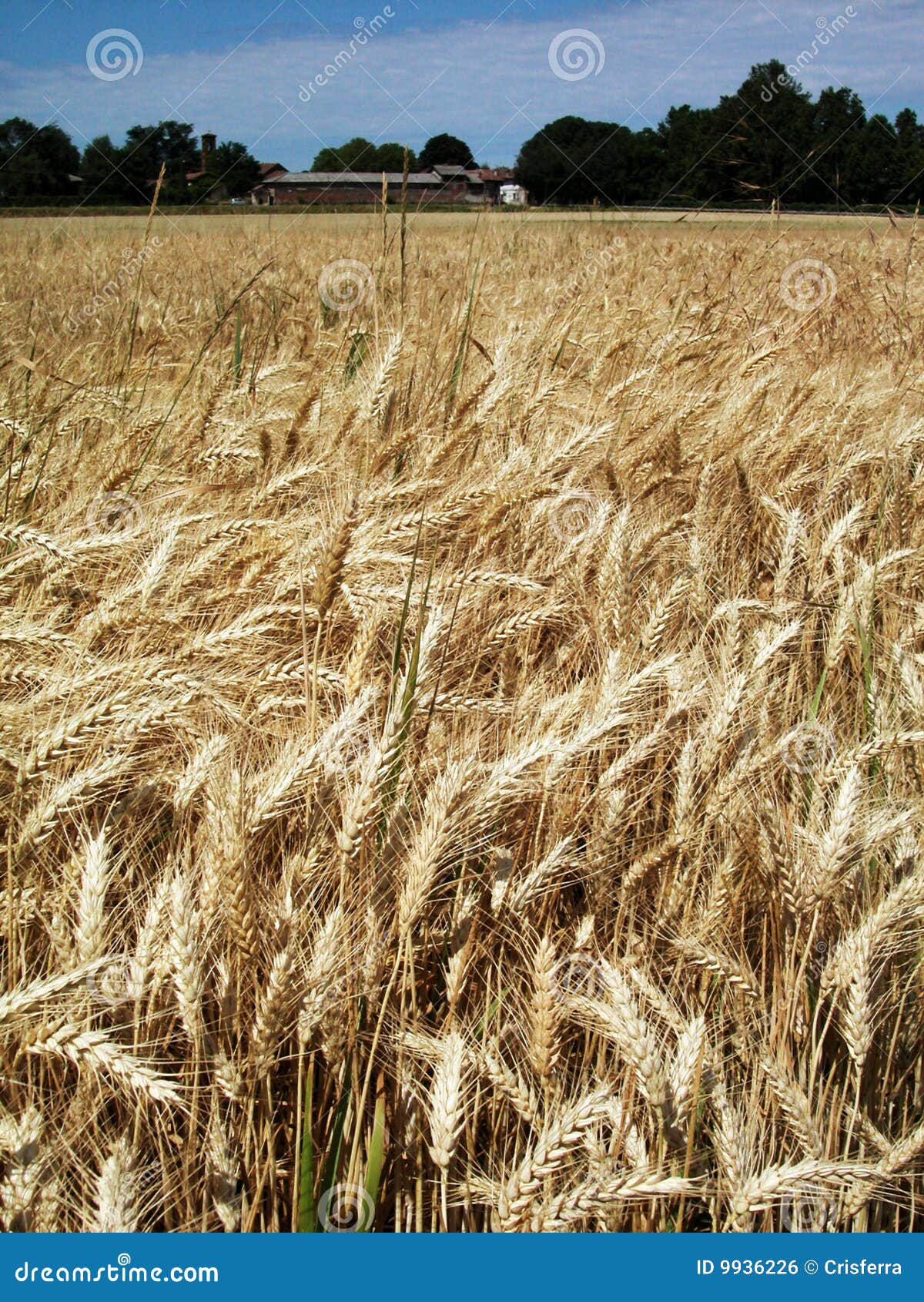 Gold wheat field stock photo. Image of grain, natural - 9936226