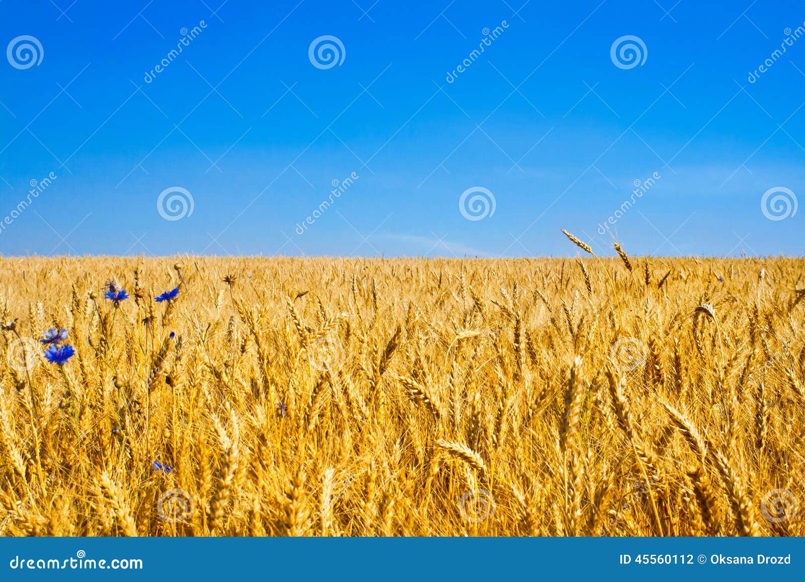 Gold Wheat Field or Ukraine Flag Stock Photo - Image of land, outdoors ...