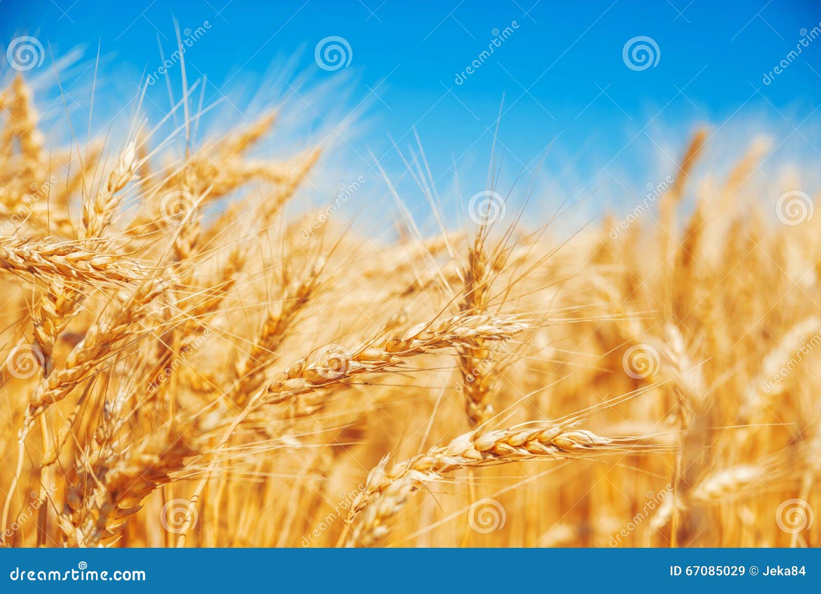 Gold wheat stock image. Image of scene, outdoors, rural - 67085029