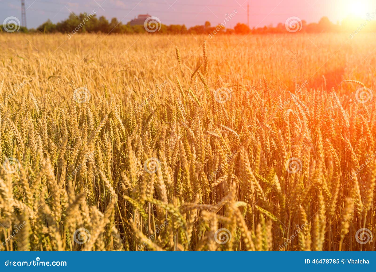 Gold wheat field stock image. Image of field, golden - 46478785