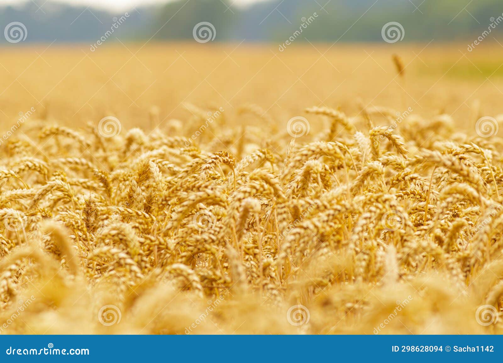 Gold Wheat Field, Crops Field. Selective Focus Stock Photo - Image of ...