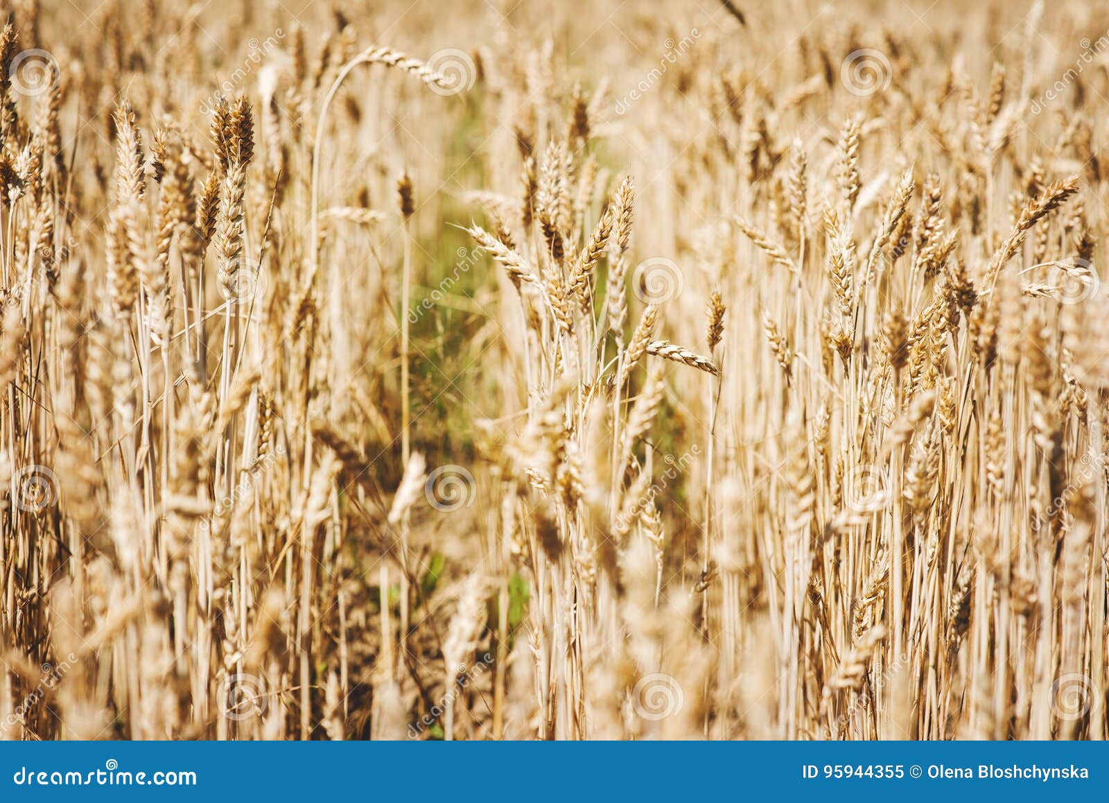 Gold wheat field stock image. Image of country, outside - 95944355