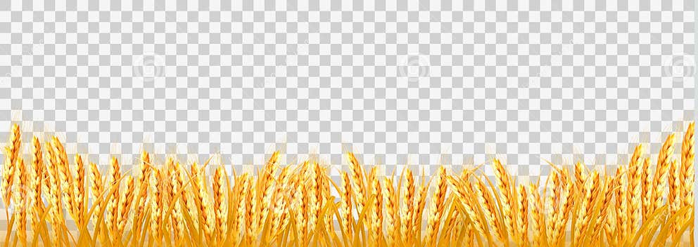 Gold Wheat Field on Transparent Background Stock Vector - Illustration ...