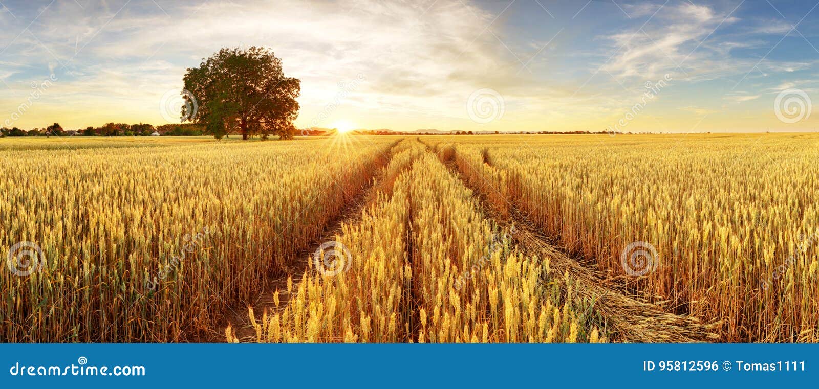 57,459 Wheat Tree Stock Photos - Free & Royalty-Free Stock Photos from ...
