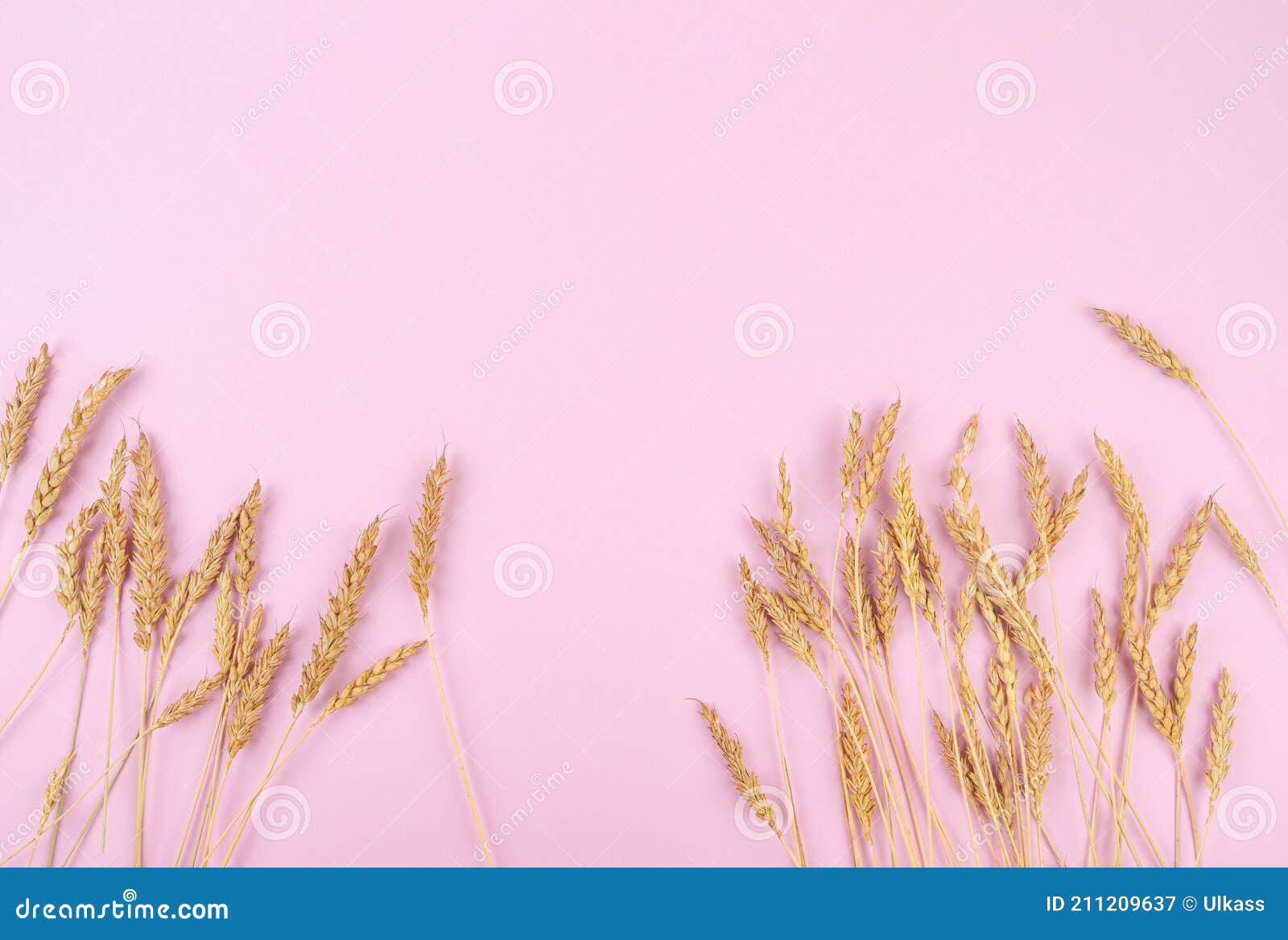 Gold Wheat on Light Pink Background Stock Image - Image of lifestyle ...