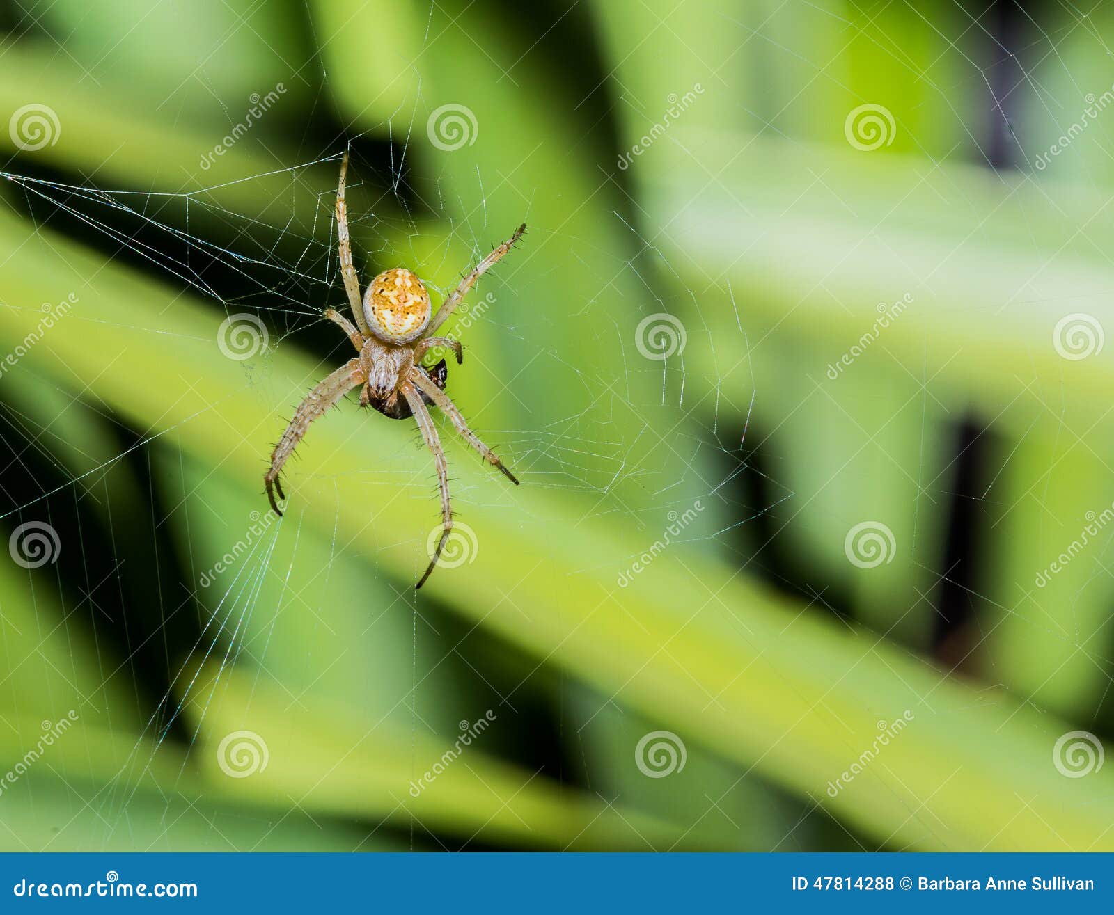 Gold White and Black Spider with Prey in Web Stock Photo - Image of ...