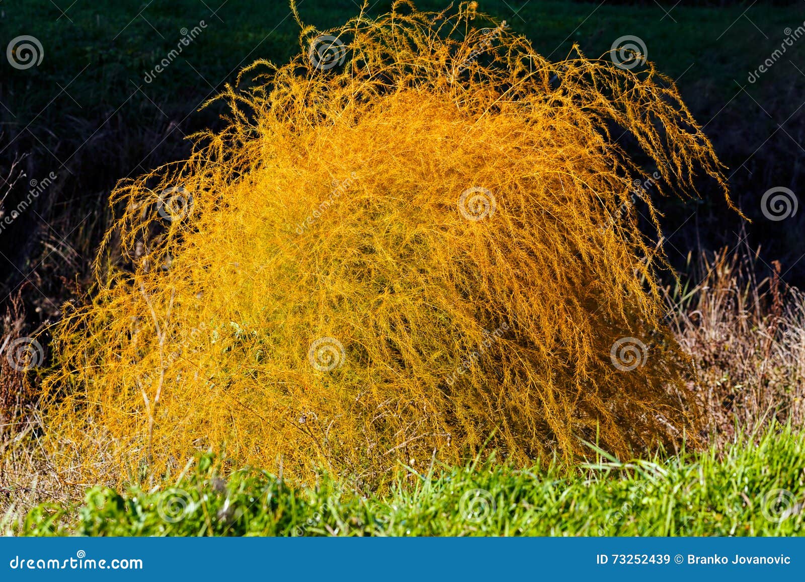 Gold wild grass stock image. Image of summer, beautiful - 73252439