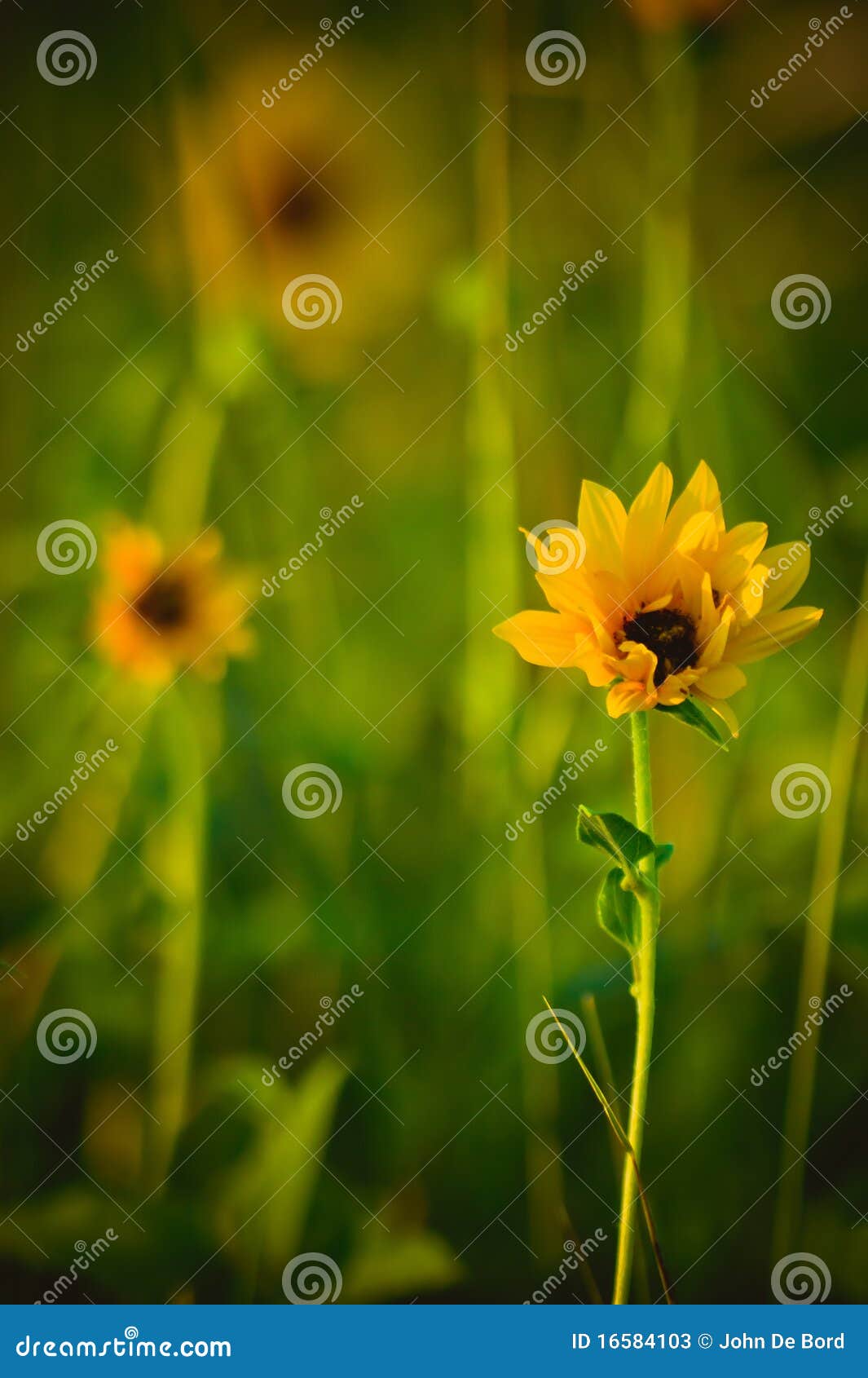 Gold wildflower stock image. Image of sunflower, nature - 16584103