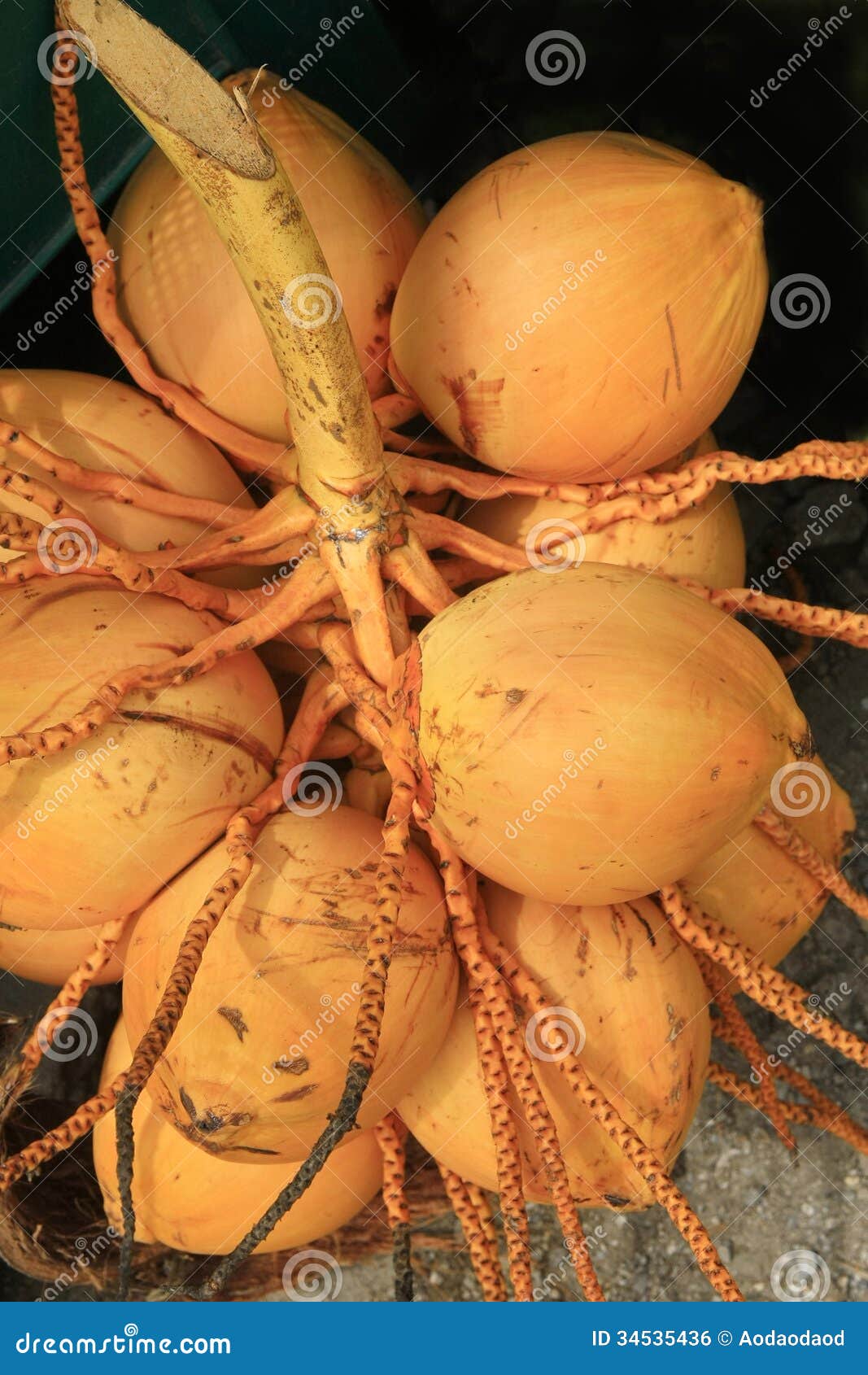 Gold yellow coconut seed stock photo. Image of naturist - 34535436