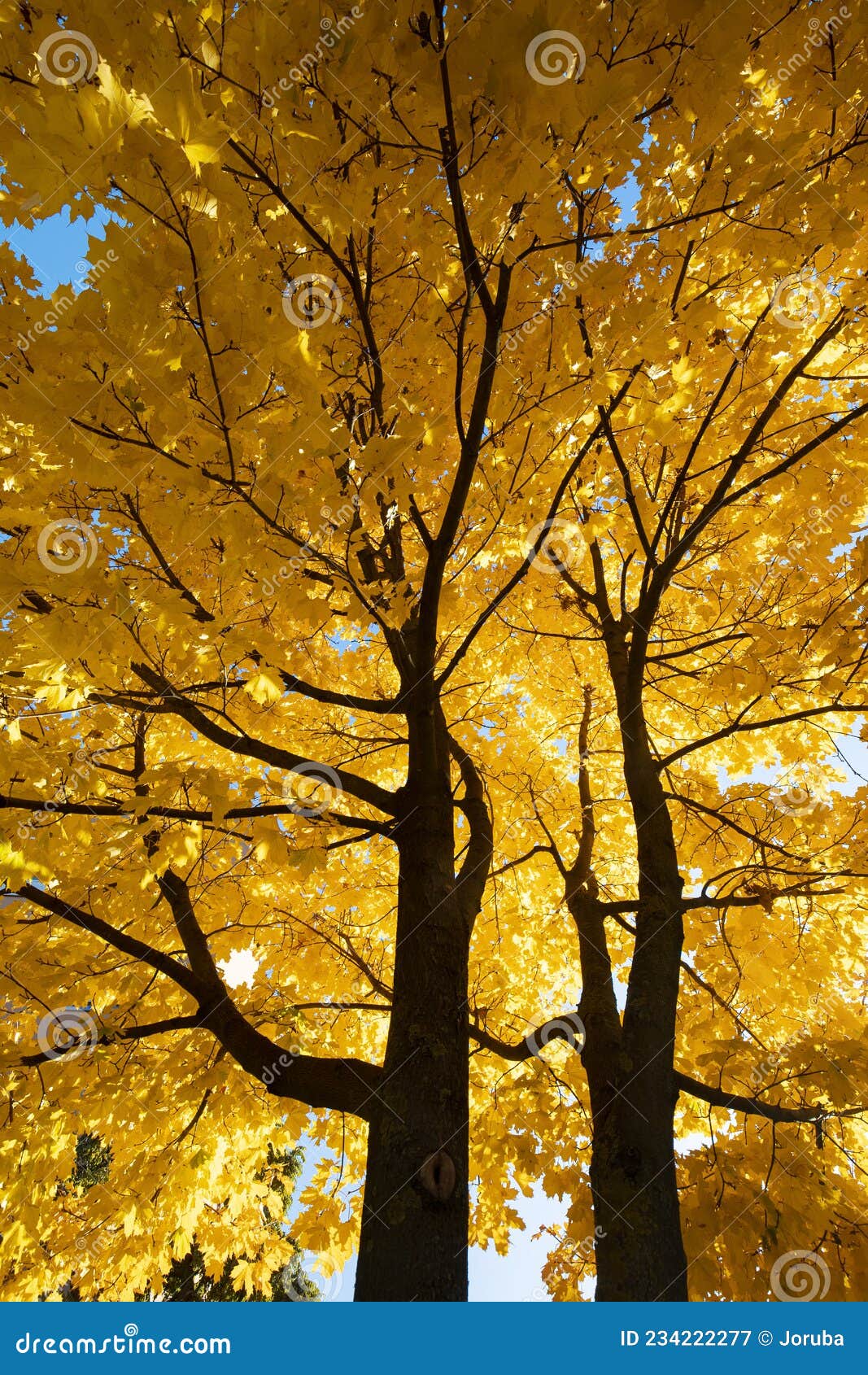 Gold Yellow Color Autumn Tree Stock Image - Image of november, nature ...