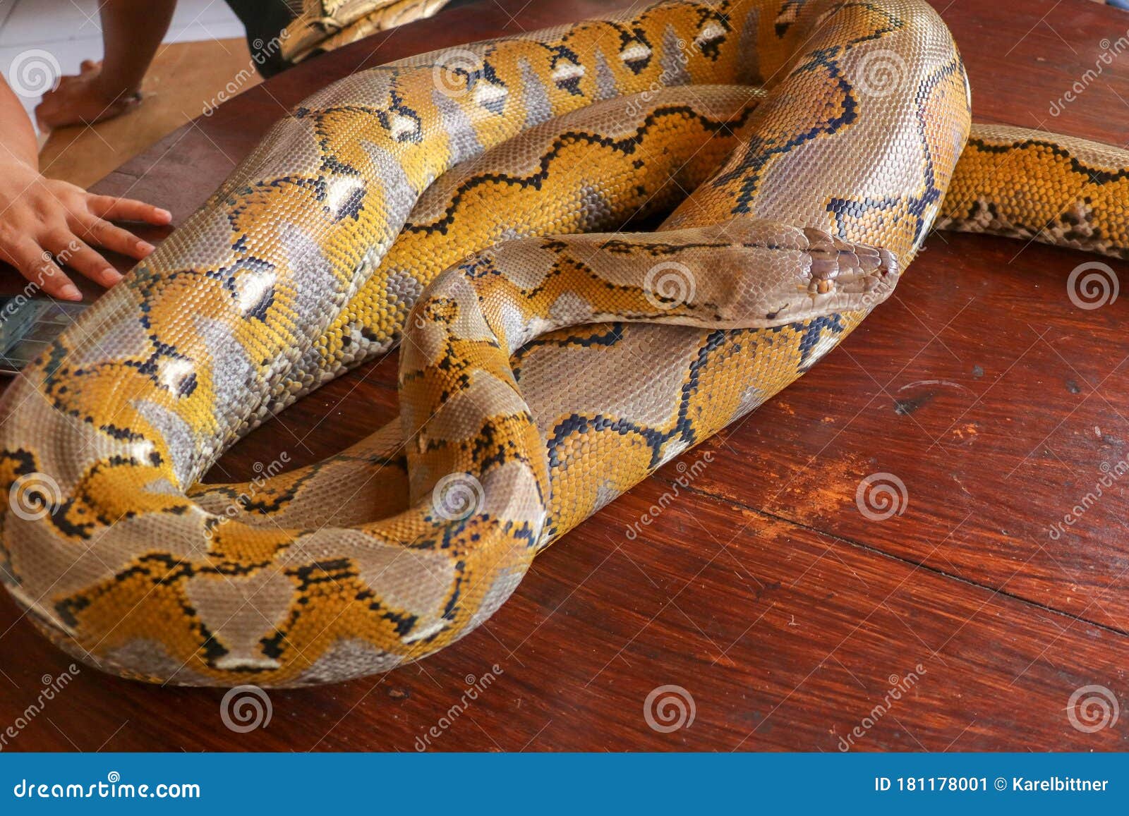 Gold Yellow Python, Albino Snake with Beautiful Yellow Texture. Pattern ...