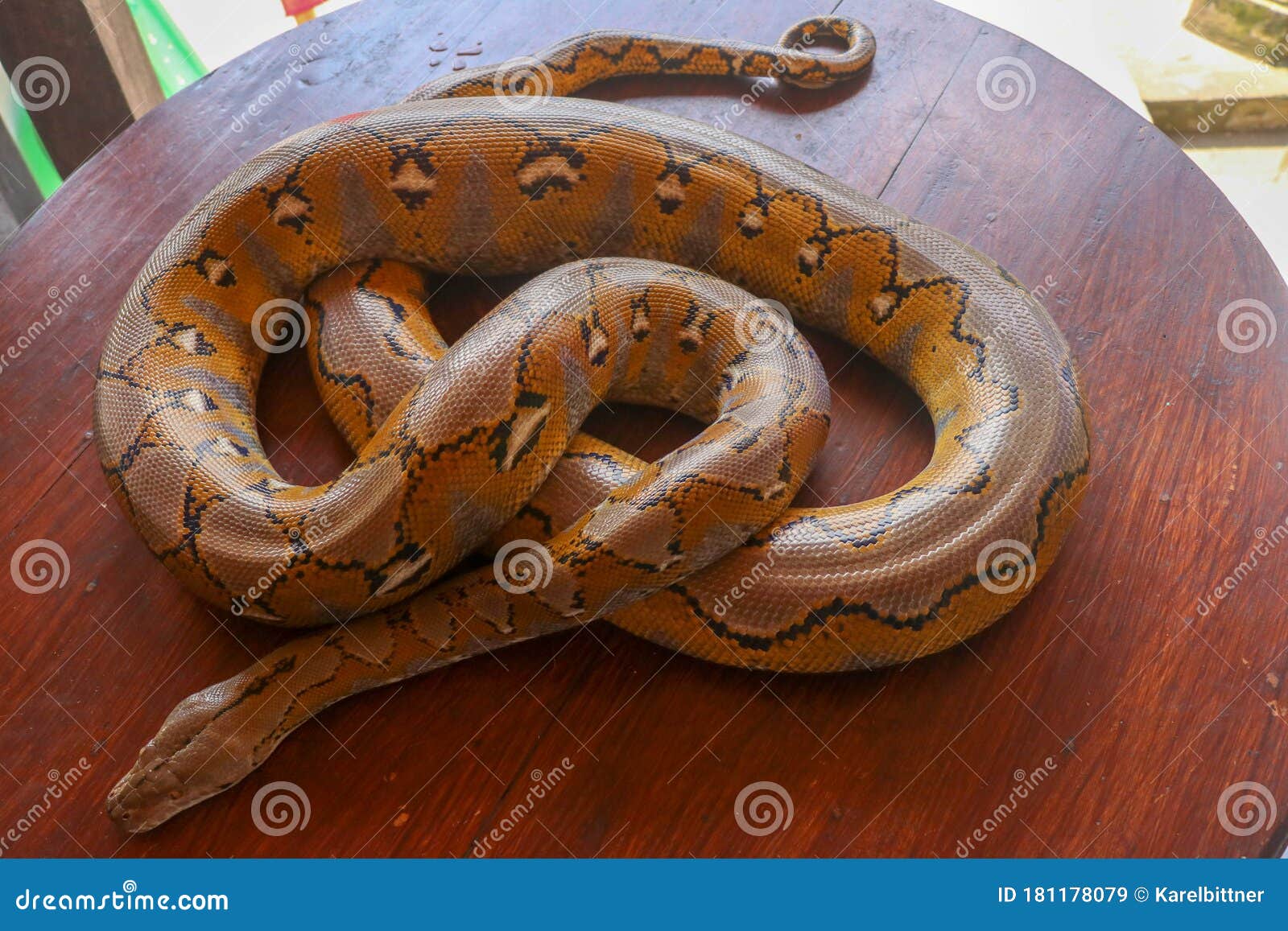 Gold Yellow Python, Albino Snake with Beautiful Yellow Texture. Pattern ...