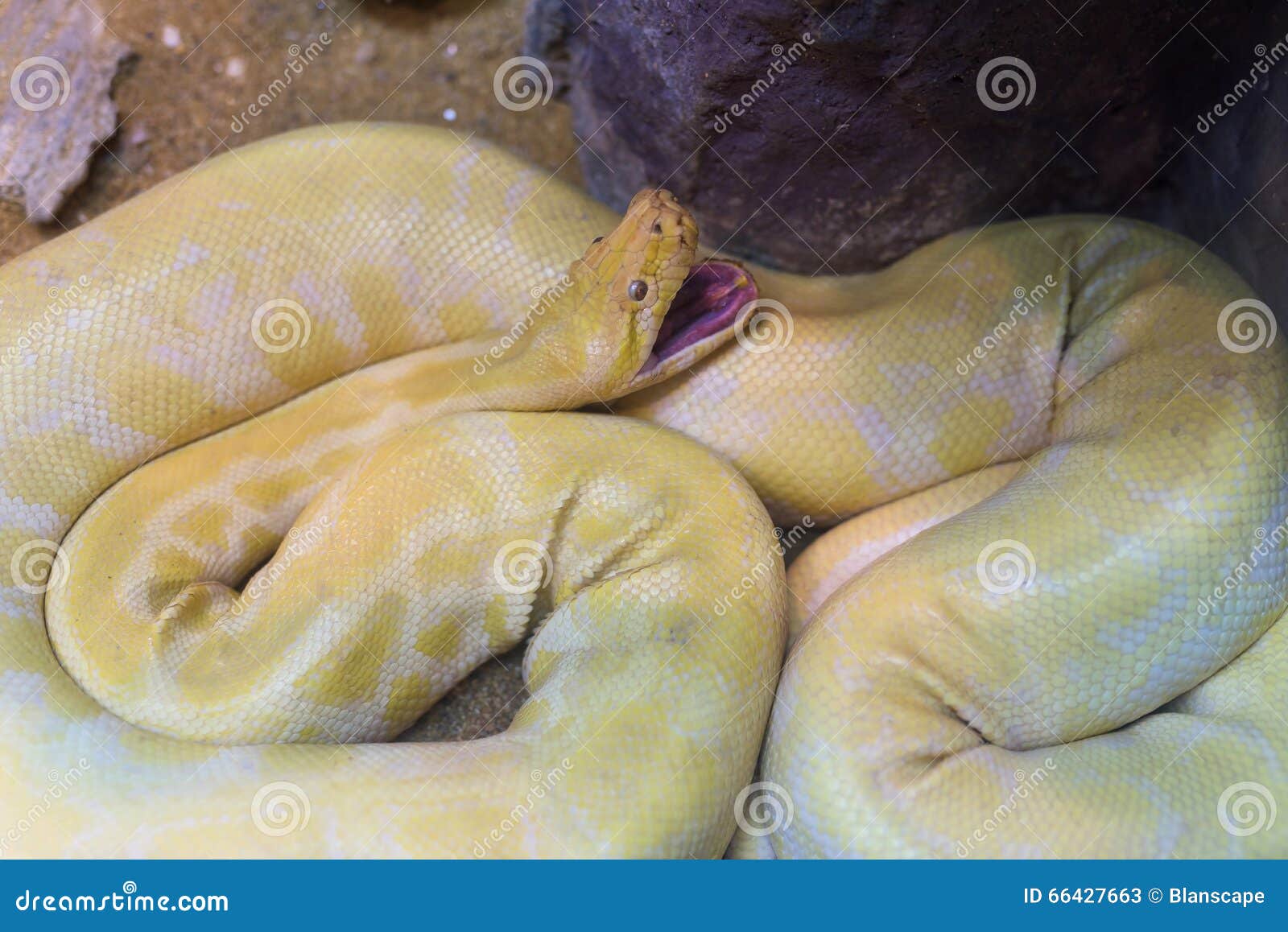 Gold or yellow Python stock image. Image of domesticated - 66427663