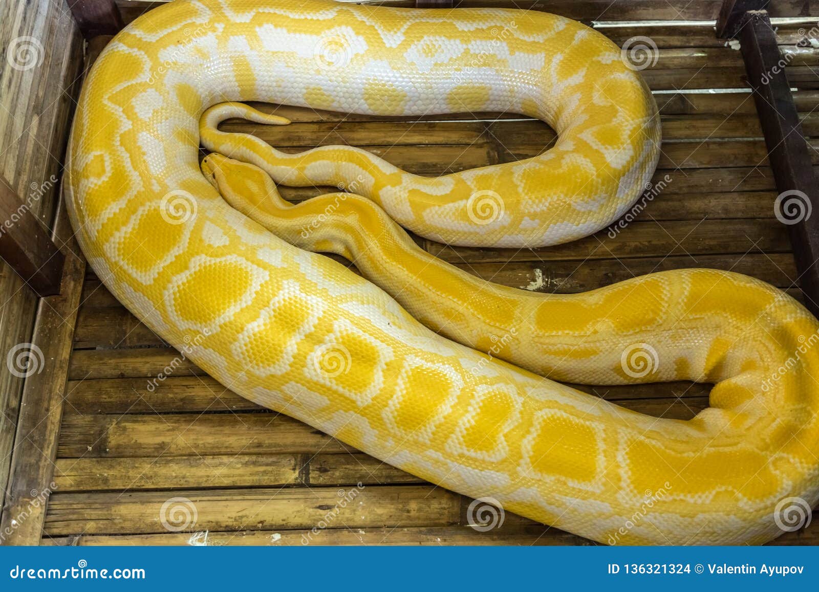 Gold Yellow Python, Albino Snake Reticulated Python with Beautiful ... Gold Yellow Python, Albino Snake Reticulated Python with Beautiful ...