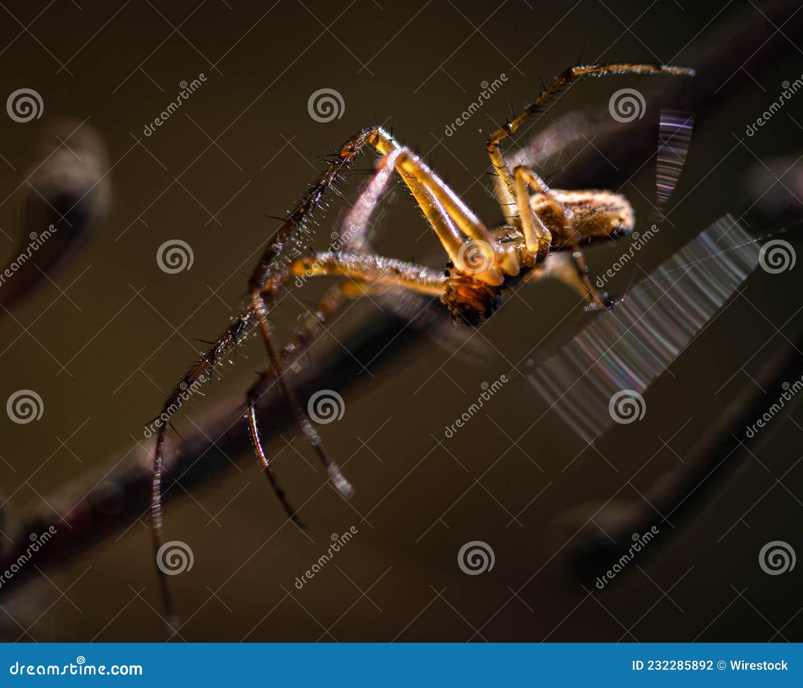 Goldbrown Spider Closeup Sitting on a String of a Spider Web with Brown ...