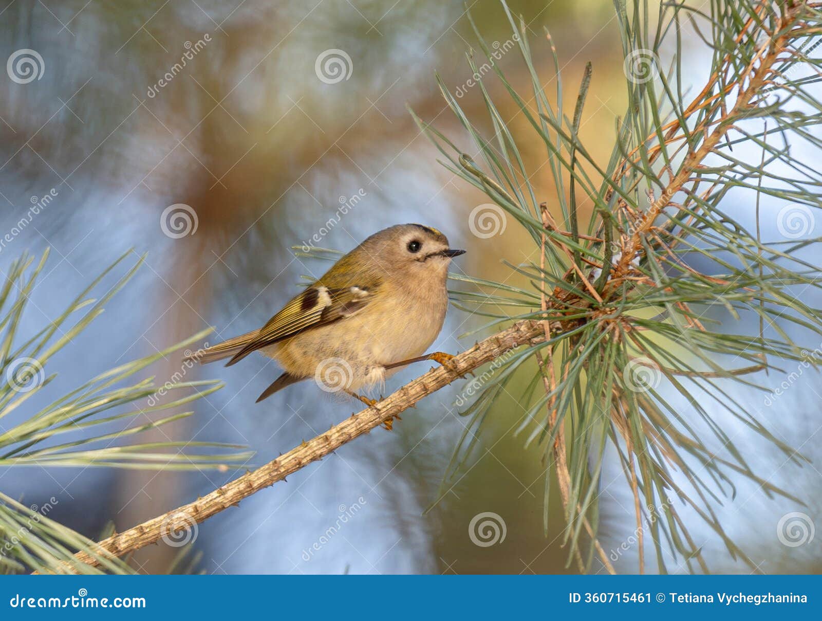 Goldcrest Bird Perches on Tree Stock Image - Image of ecosystem, fauna ...