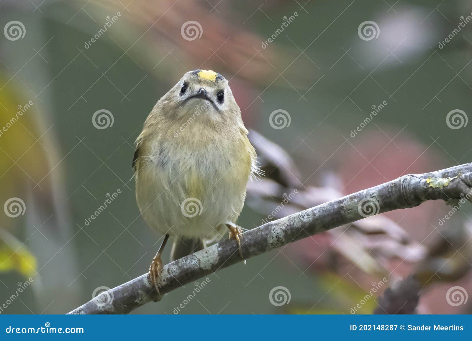 Goldcrest Bird, Regulus Regulus, Foraging through Branches of Trees and ...