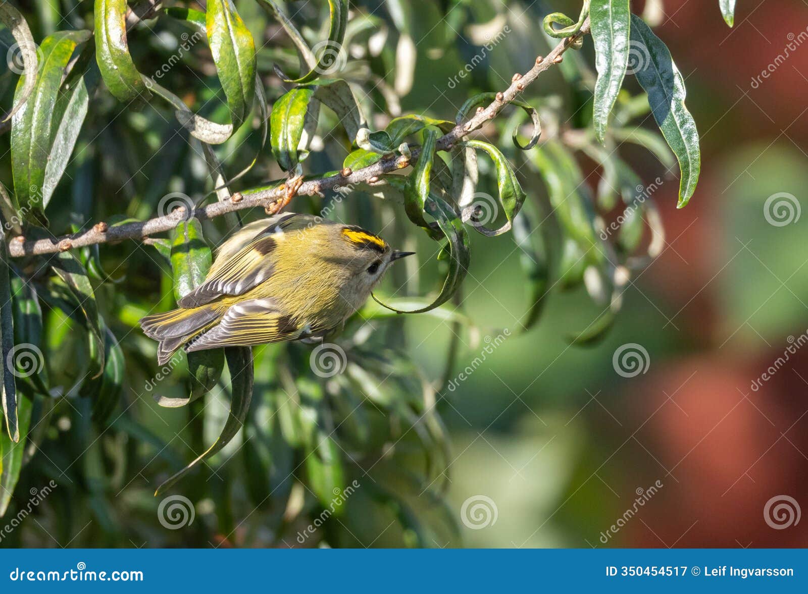 Goldcrest at Ottenby Sweden Stock Image - Image of nature, sitting ...