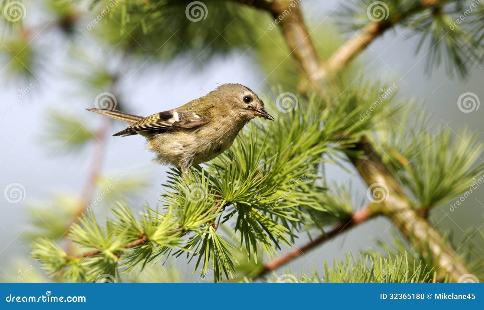 Goldcrest, Regolo Di Regulus Fotografia Stock - Immagine di uccello ...